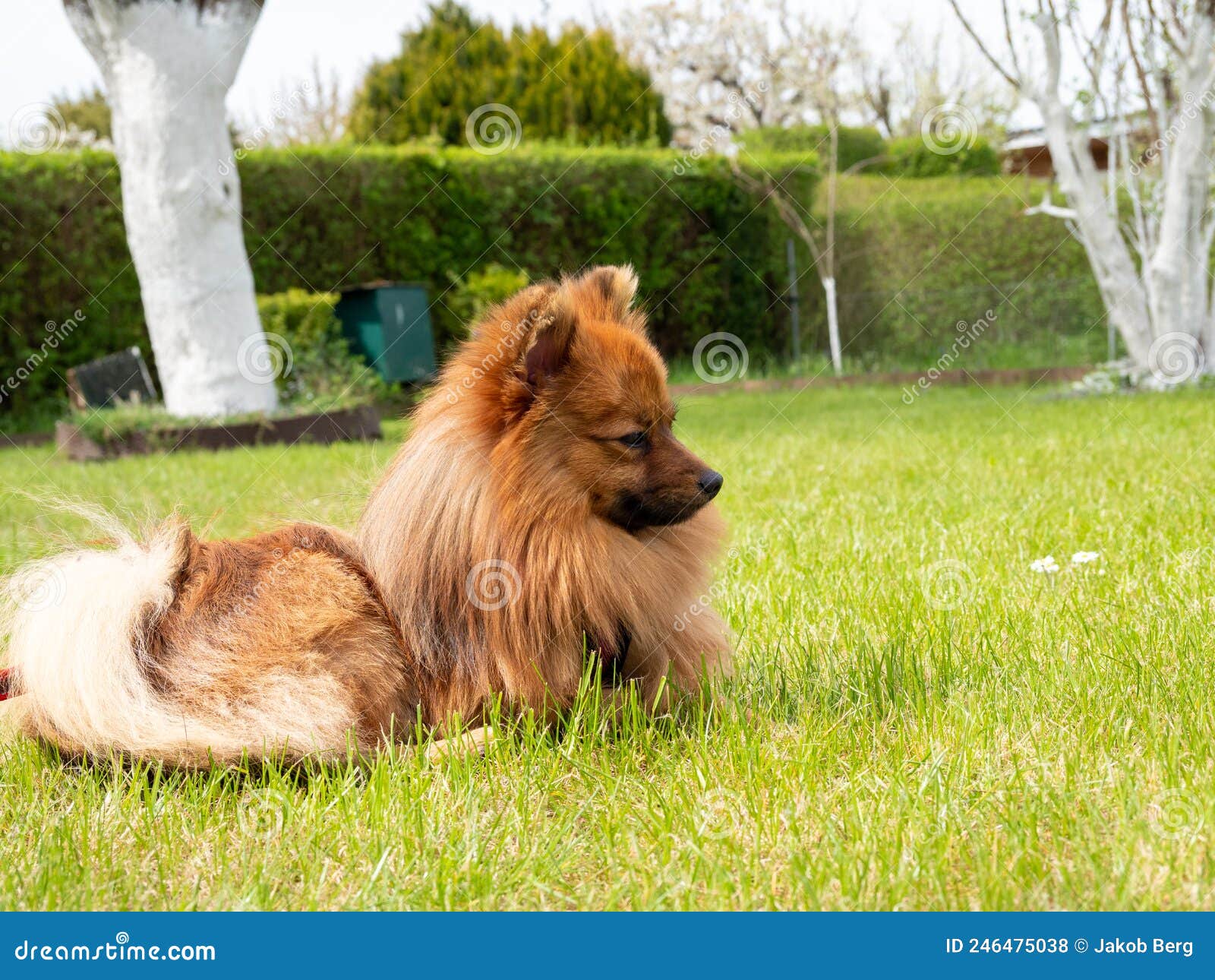 Red Haired Spitz Dog on Green Grass. Stock Photo - Image of pomeranian ...