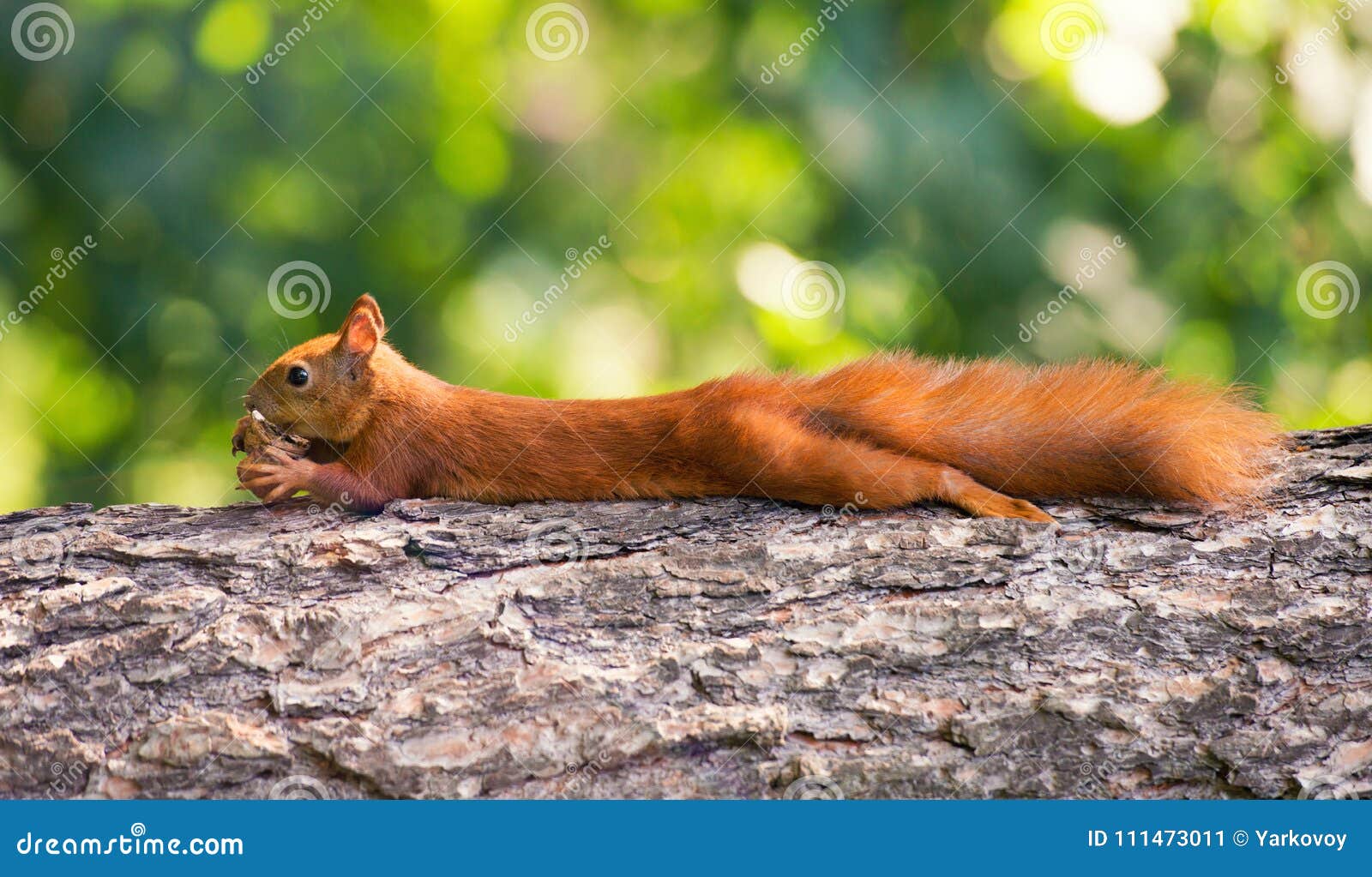 Red-haired Squirrel Hanging on a Tree with a Nut. Stock Image - Image ...