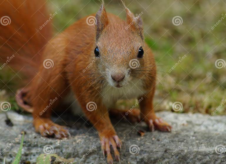 Red-haired squirrel stock image. Image of tail, nature - 42658449