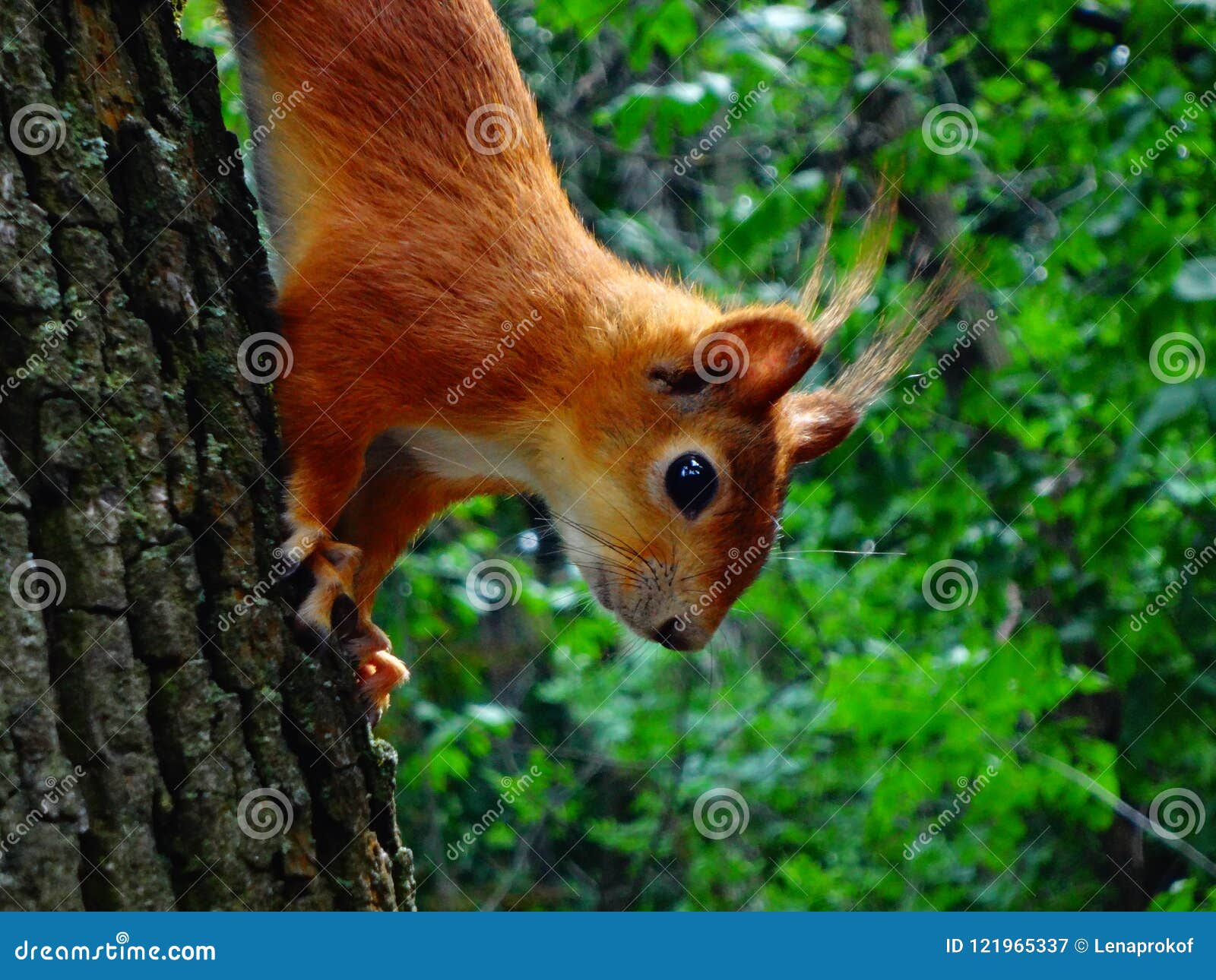 Red-haired Squirrel on a Tree in the Forest. Stock Image - Image of ...