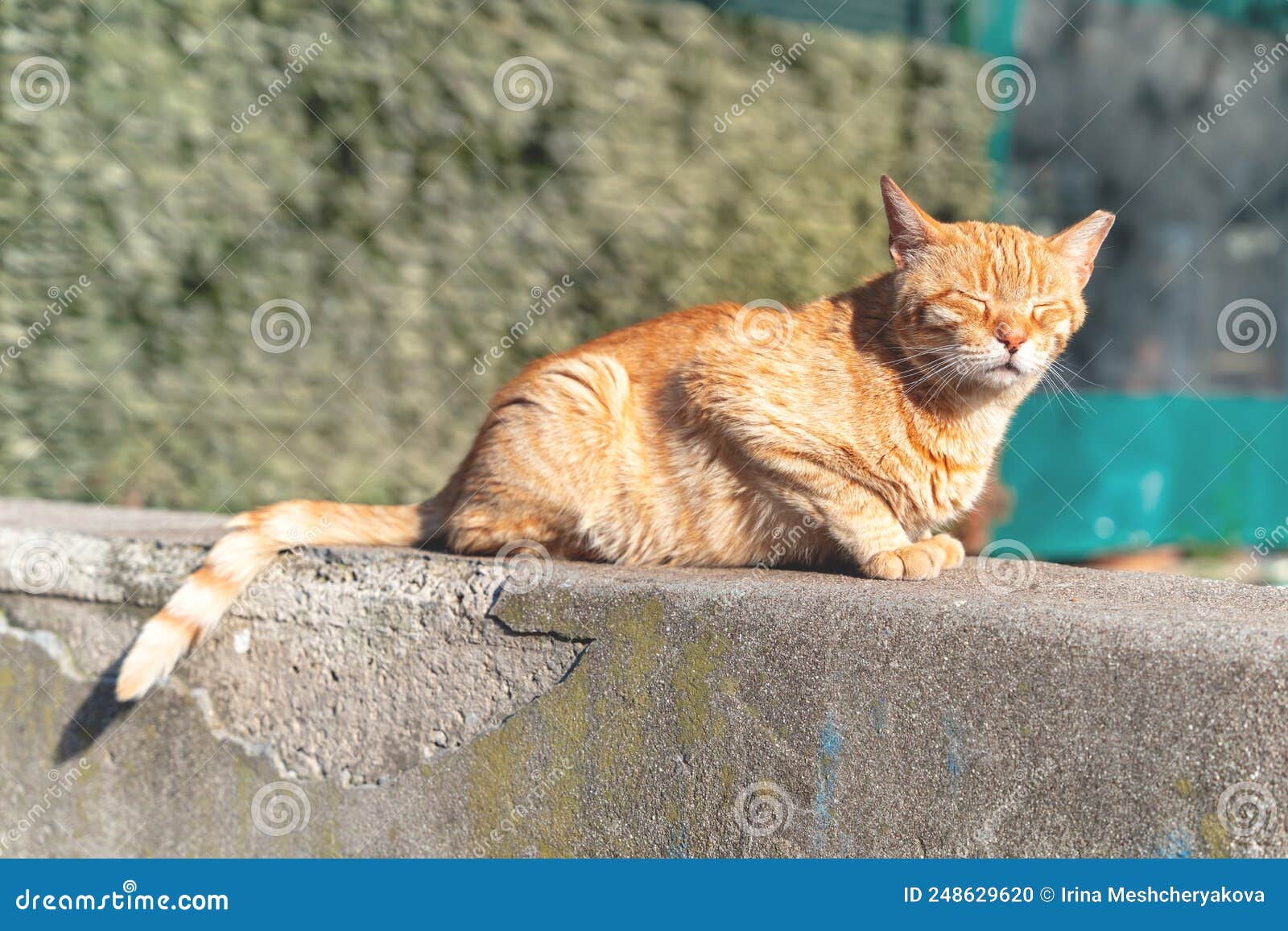 Red-haired Stray Cat with a Damaged Ear Sits on a Concrete Parapet and ...