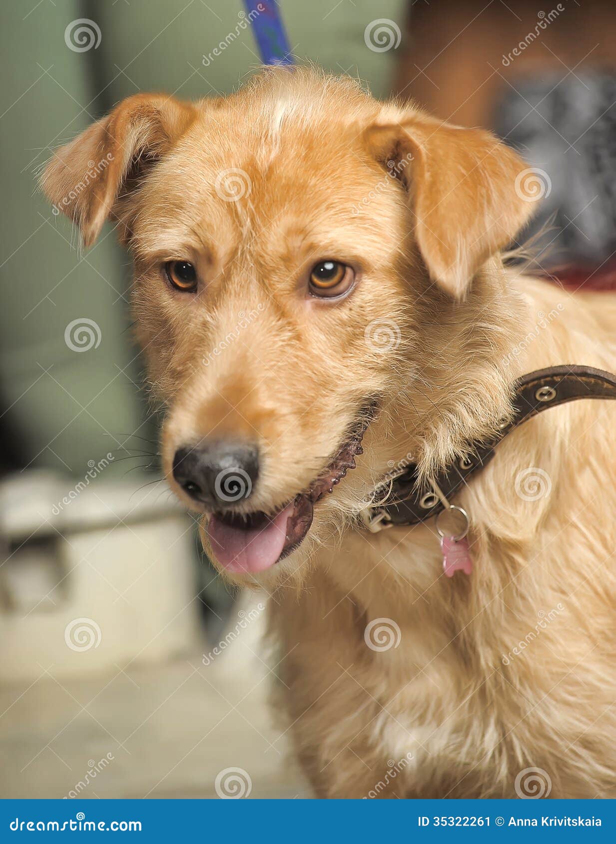 Red-haired terrier dog stock image. Image of pure, jack - 35322261