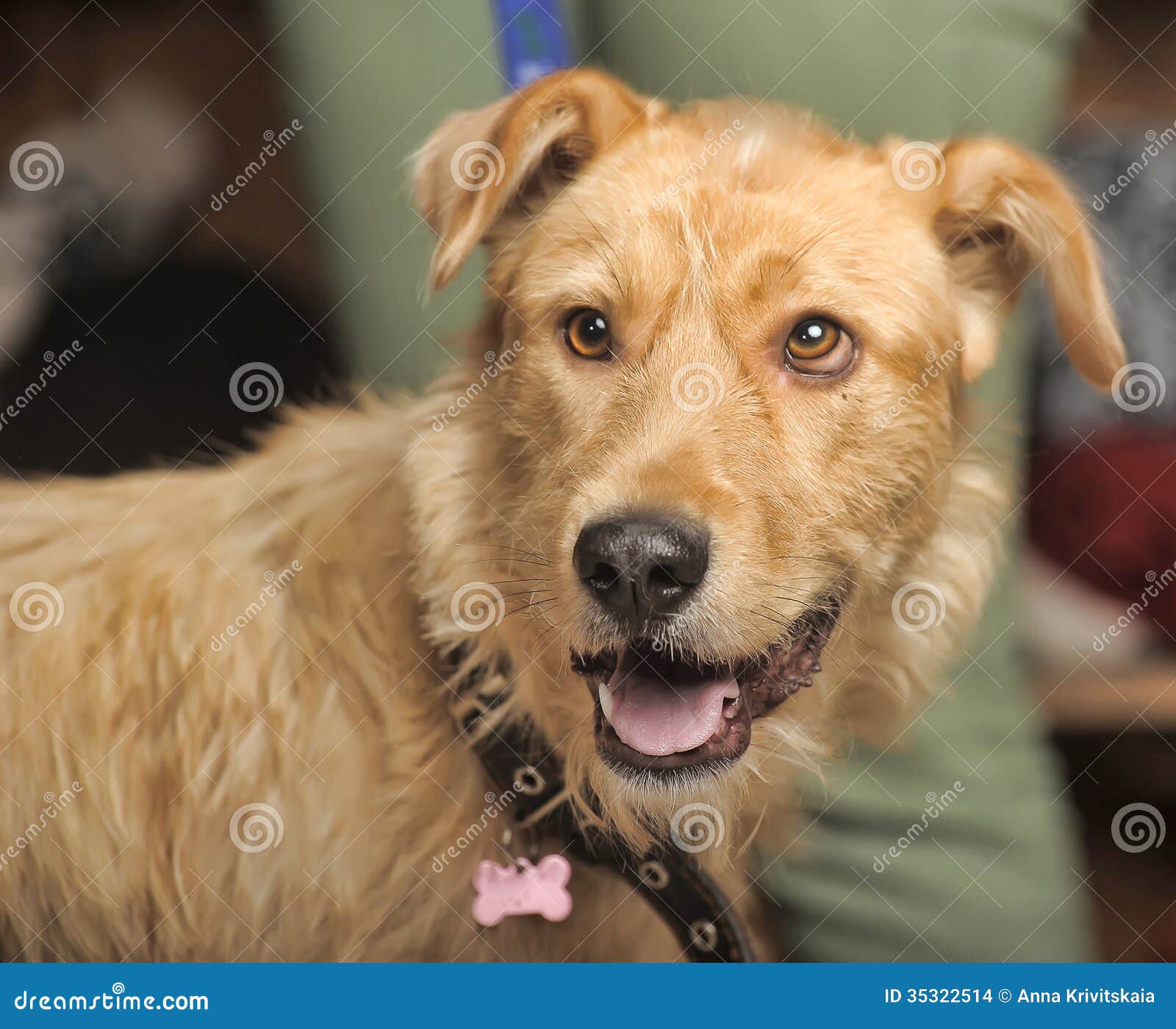 Red-haired terrier dog stock photo. Image of outdoors - 35322514
