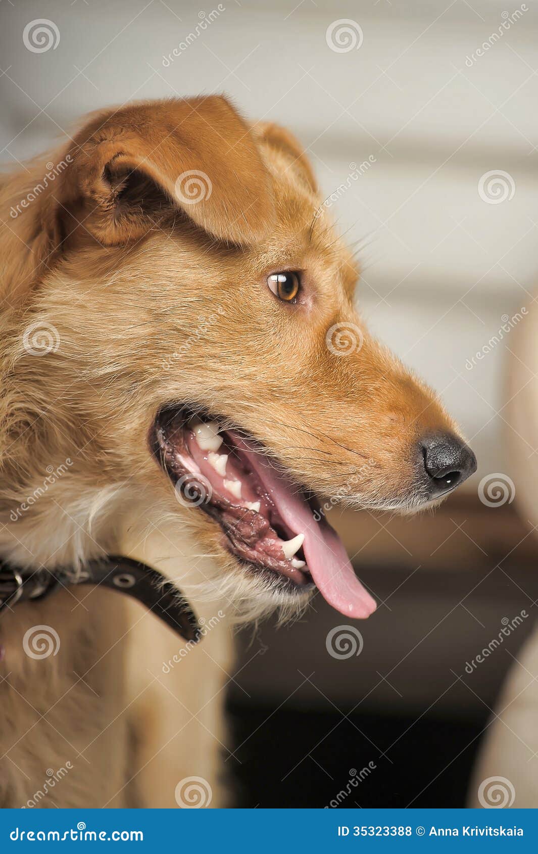 Red-haired terrier dog stock photo. Image of pure, cute - 35323388