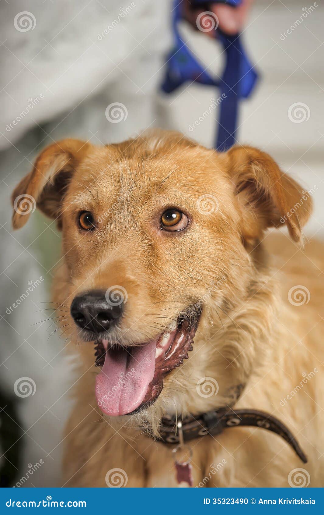 Red-haired terrier dog stock photo. Image of adult, collie - 35323490