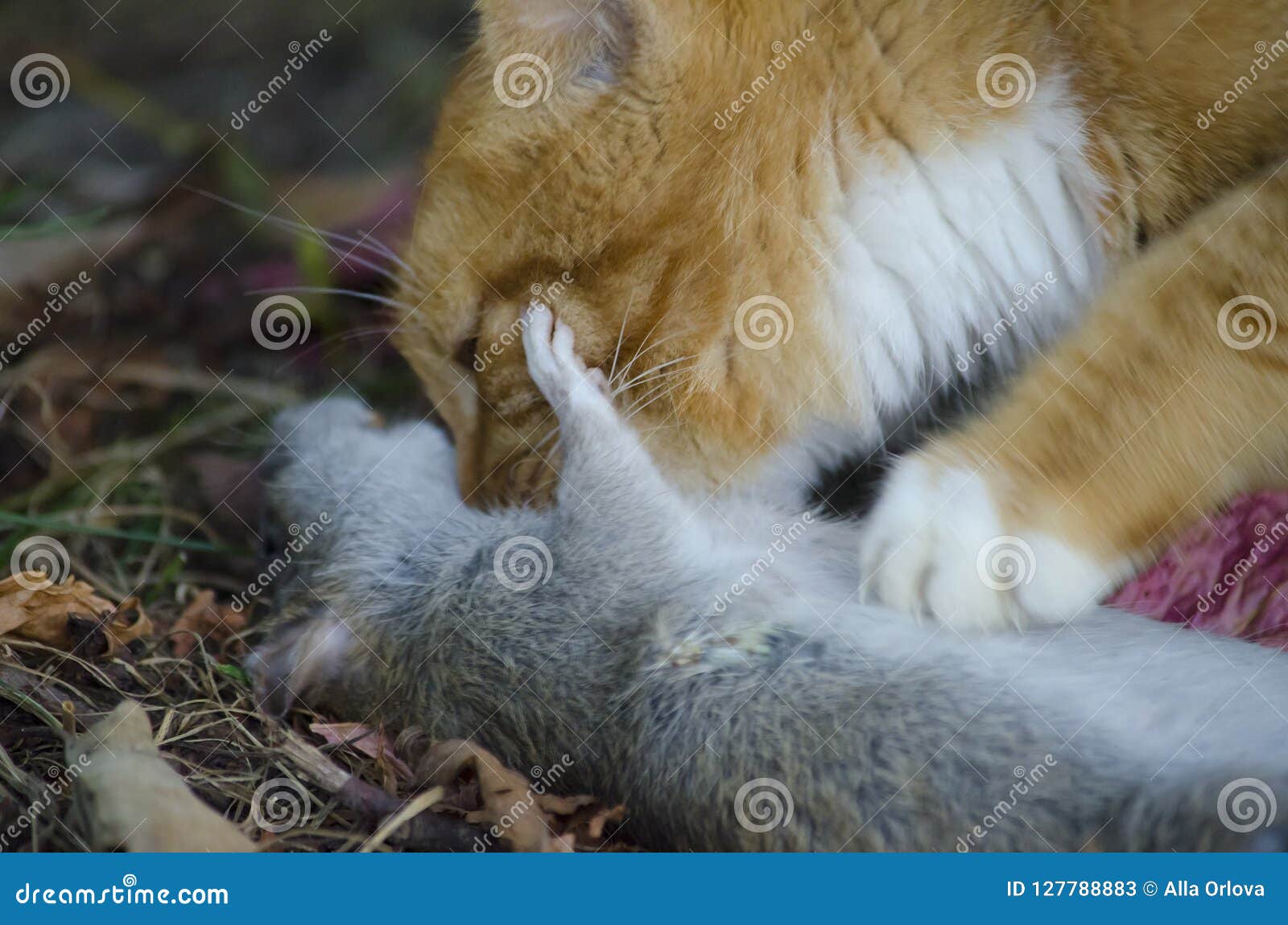Red-haired Young Cat Caught a Large Gray Rat. Stock Image - Image of ... Red-haired Young Cat Caught a Large Gray Rat. Stock Image - Image of ...