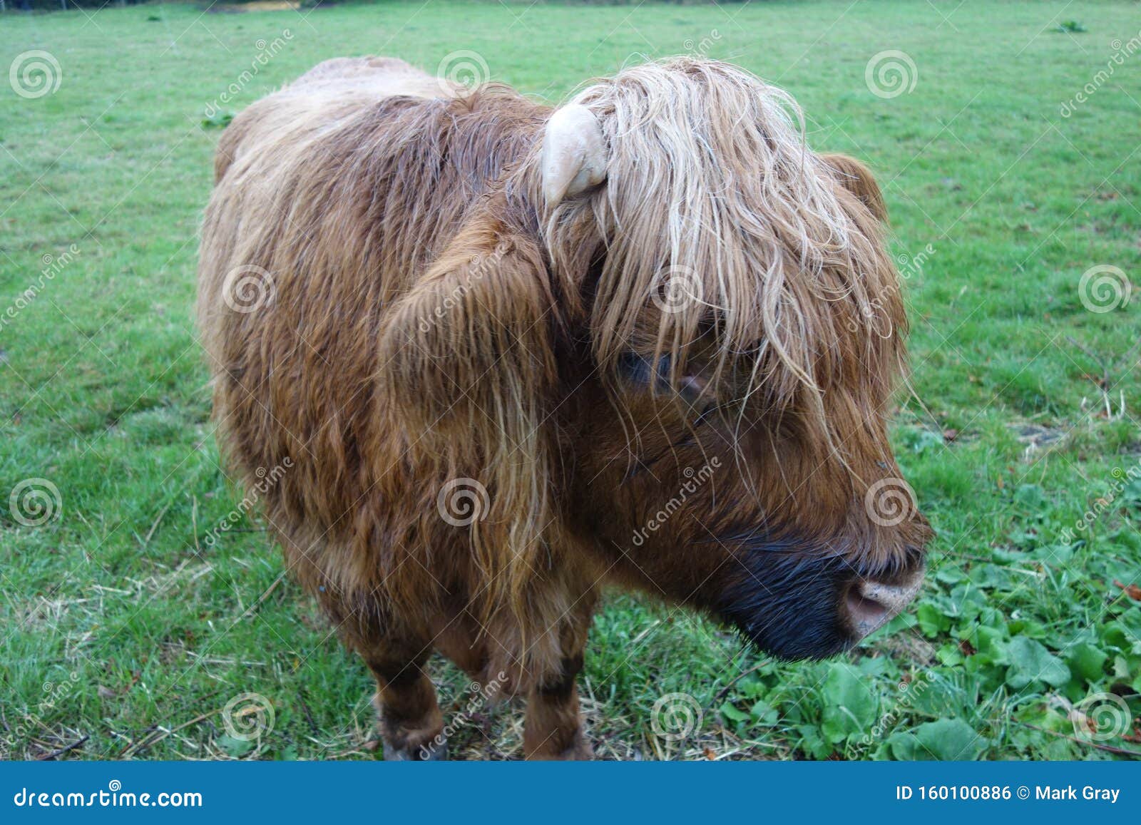 Red Hairy Bull stock photo. Image of grass, hair, hairy - 160100886