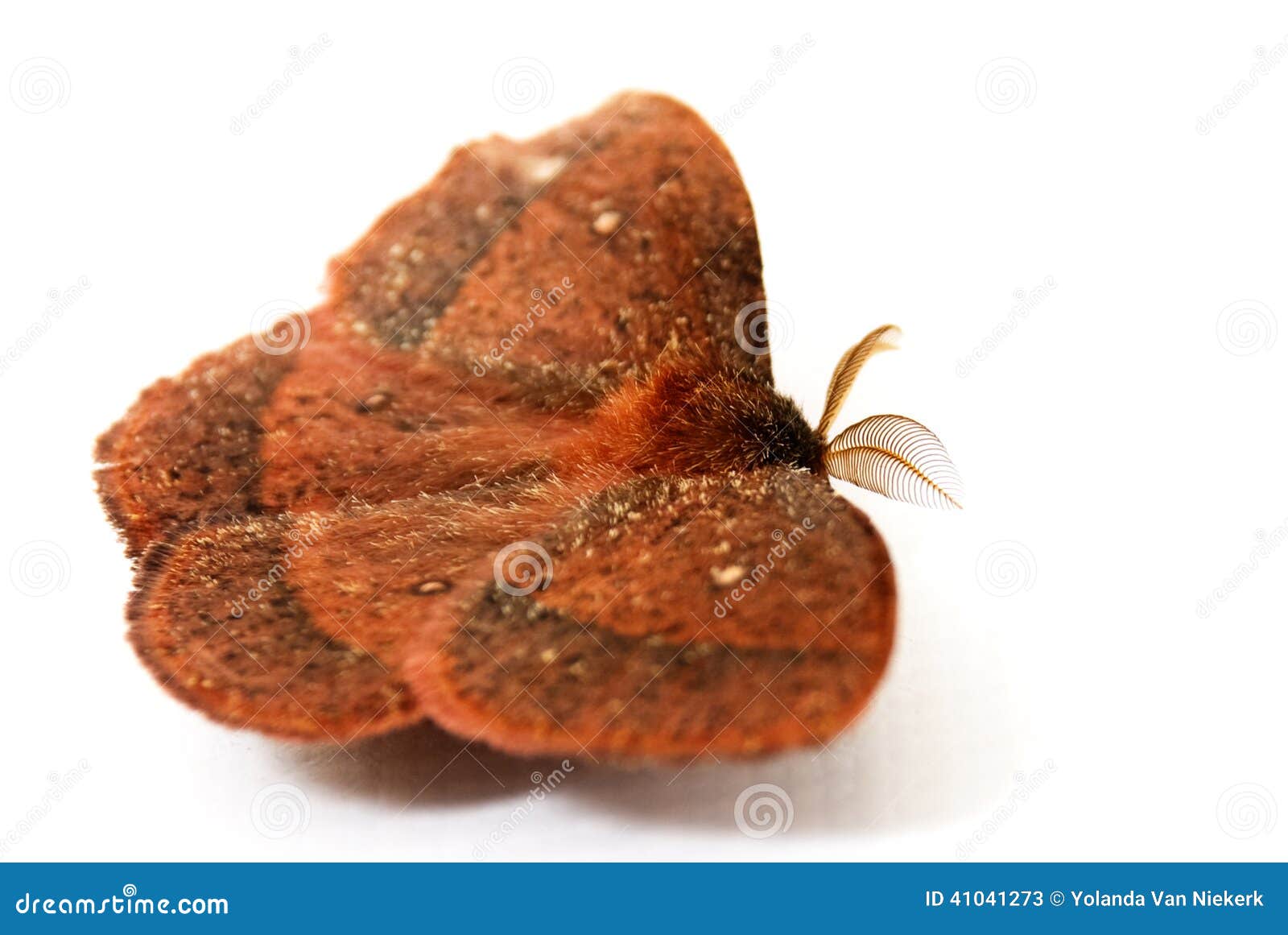 Red Hairy Moth stock image. Image of feathery, sideview - 41041273