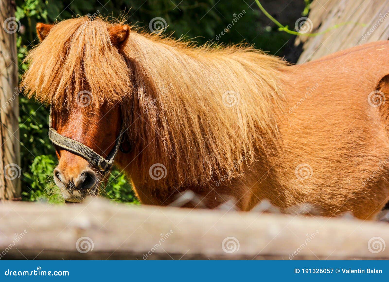 Red hairy pony in a farm. stock image. Image of farming - 191326057