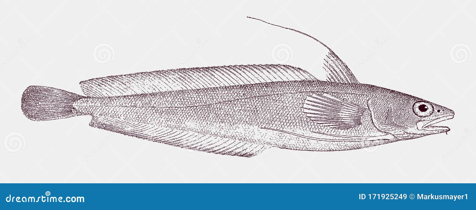 Red Hake or Squirrel Hake in Side View Stock Vector - Illustration of ...