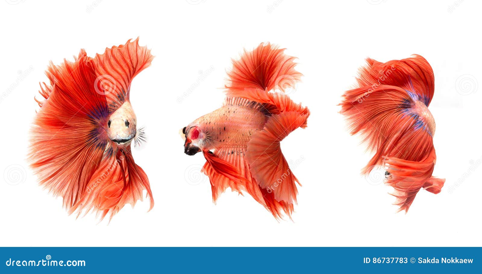 Red Half Moon Betta Fish stock image. Image of blue, fish - 86737783
