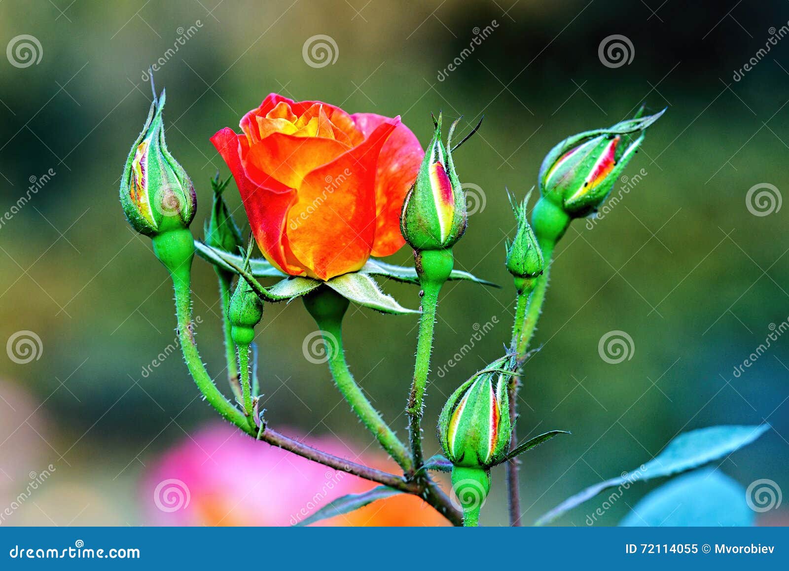 Red Half Open Rose Flower with Green Buds Stock Image - Image of fresh ...