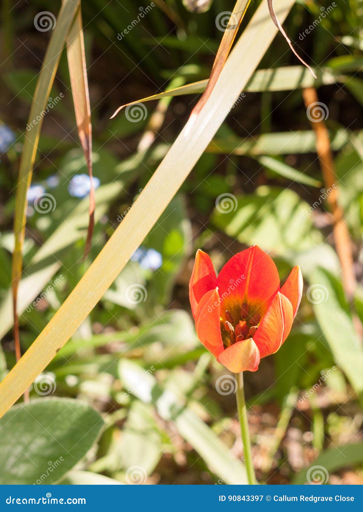 A Red and Half Open Tulip Head in the Daylight of Spring with Le Stock ...