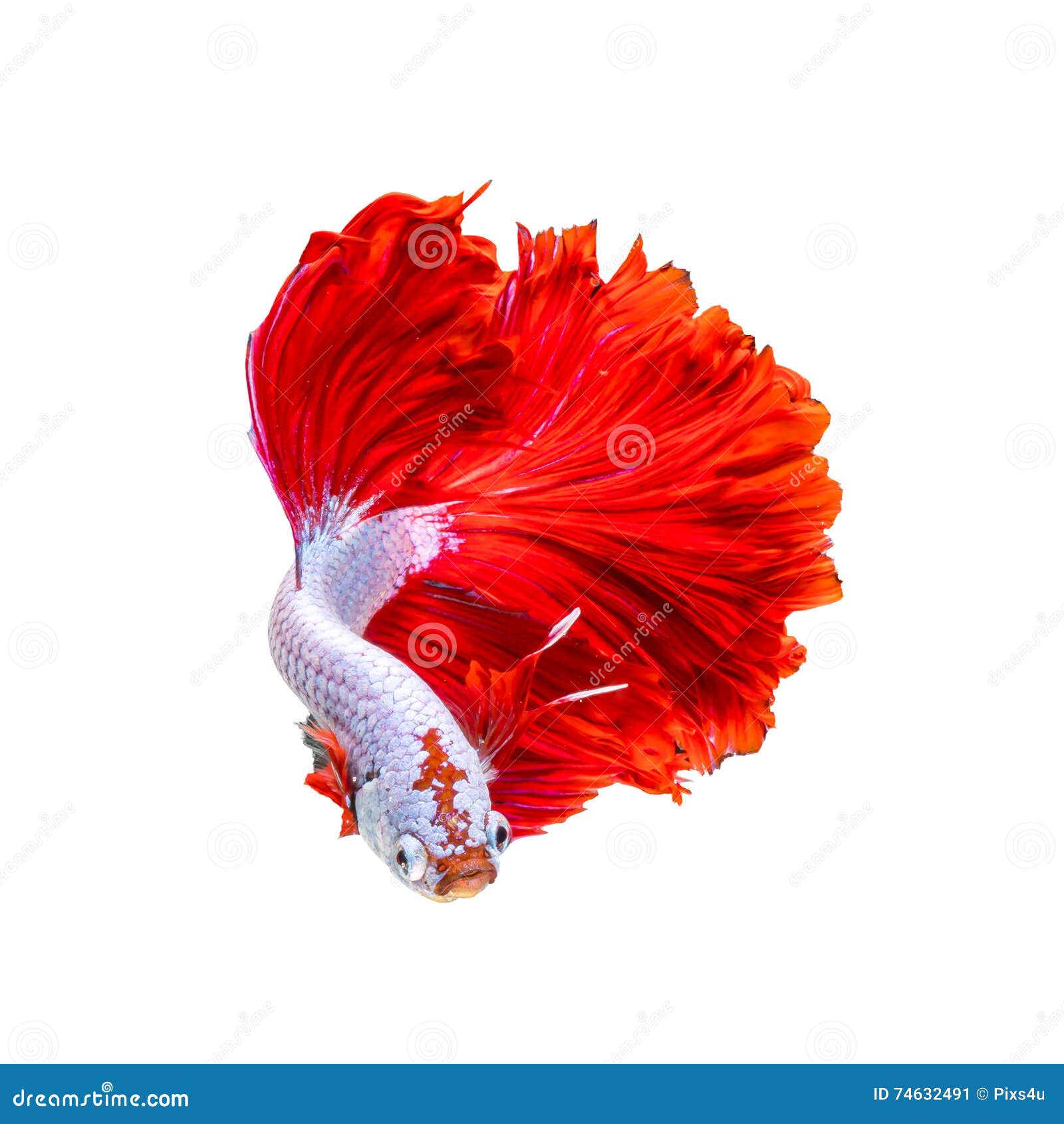 Red Chinese Fighting Fish