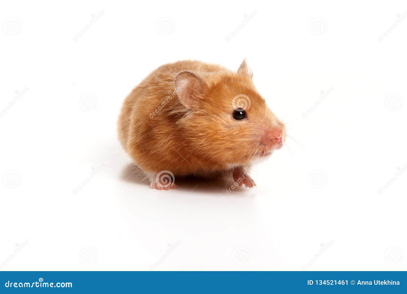 Red hamster isolated stock image. Image of mouse, shot - 134521461