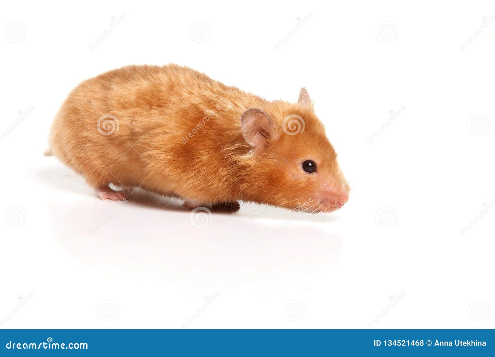 Red hamster isolated stock photo. Image of ginger, orange - 134521468