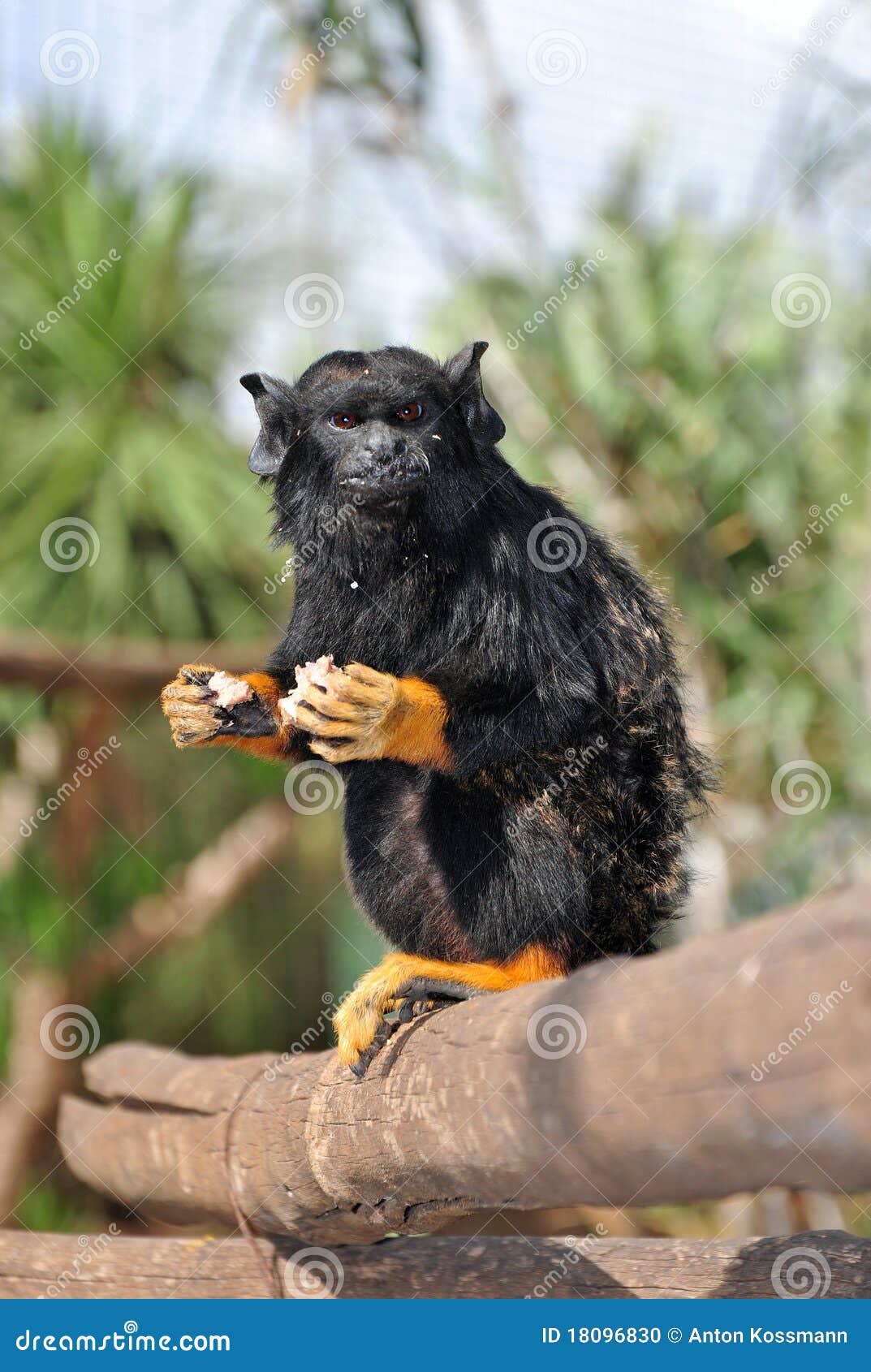 Red-Handed Tamarin stock photo. Image of nature, environment - 18096830