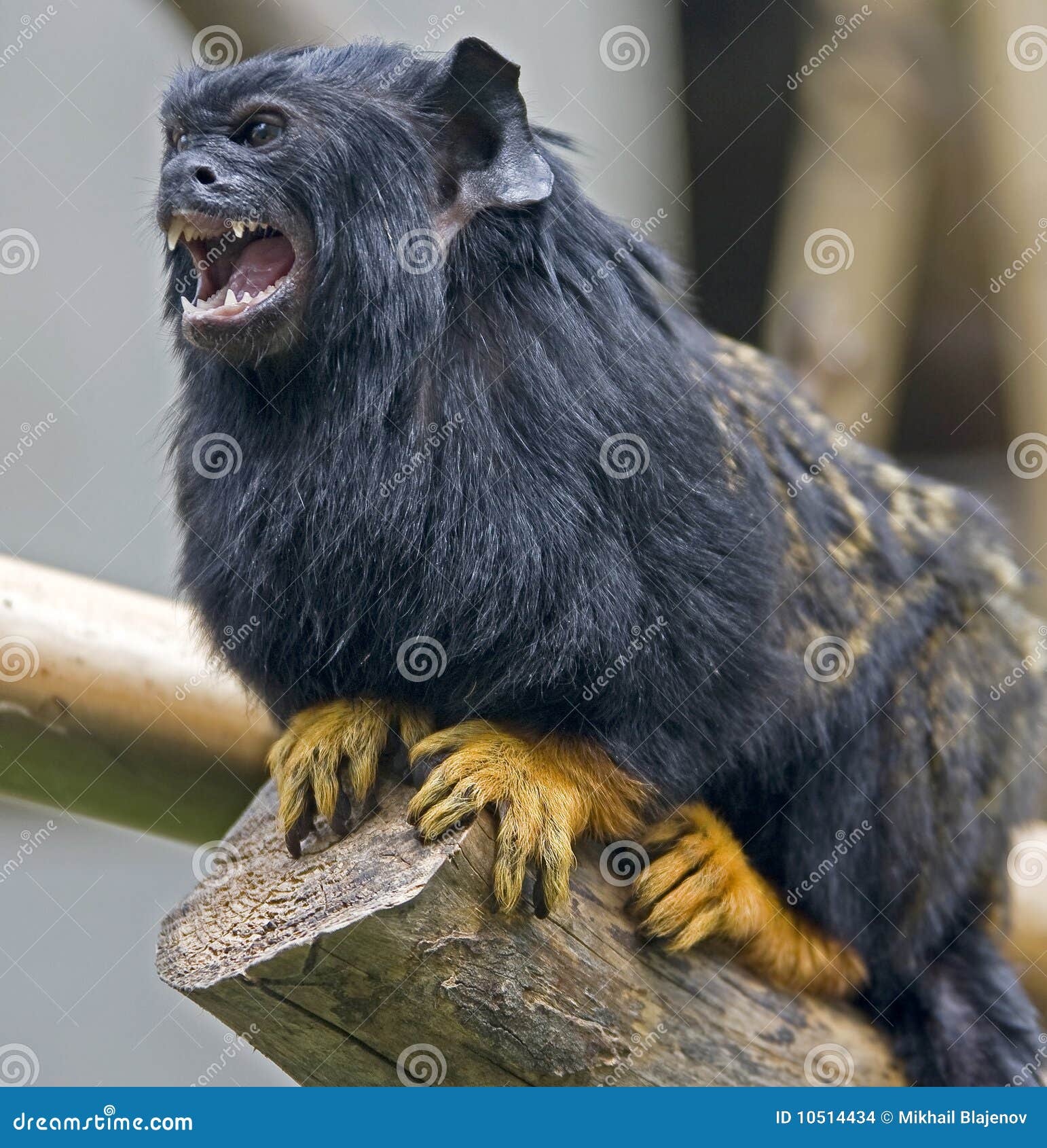 Red-handed Tamarin 2 stock photo. Image of smart, exotic - 10514434