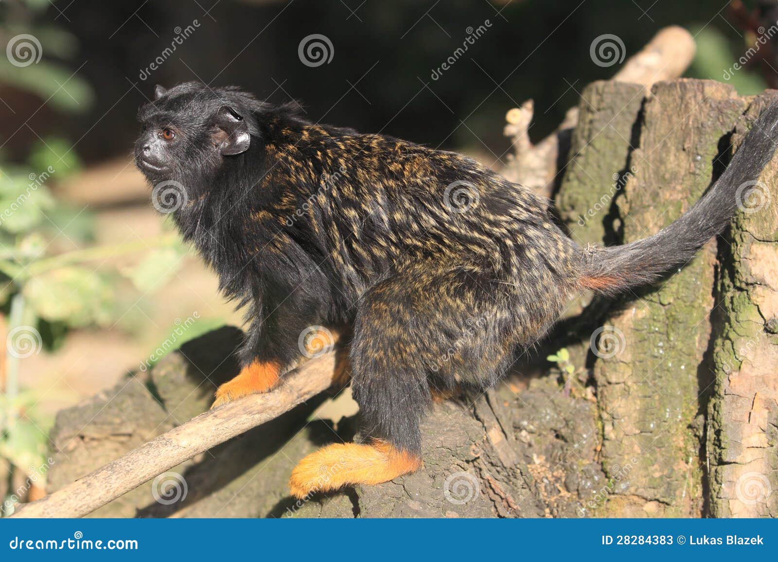 Red-handed tamarin stock image. Image of mammal, golden - 28284383