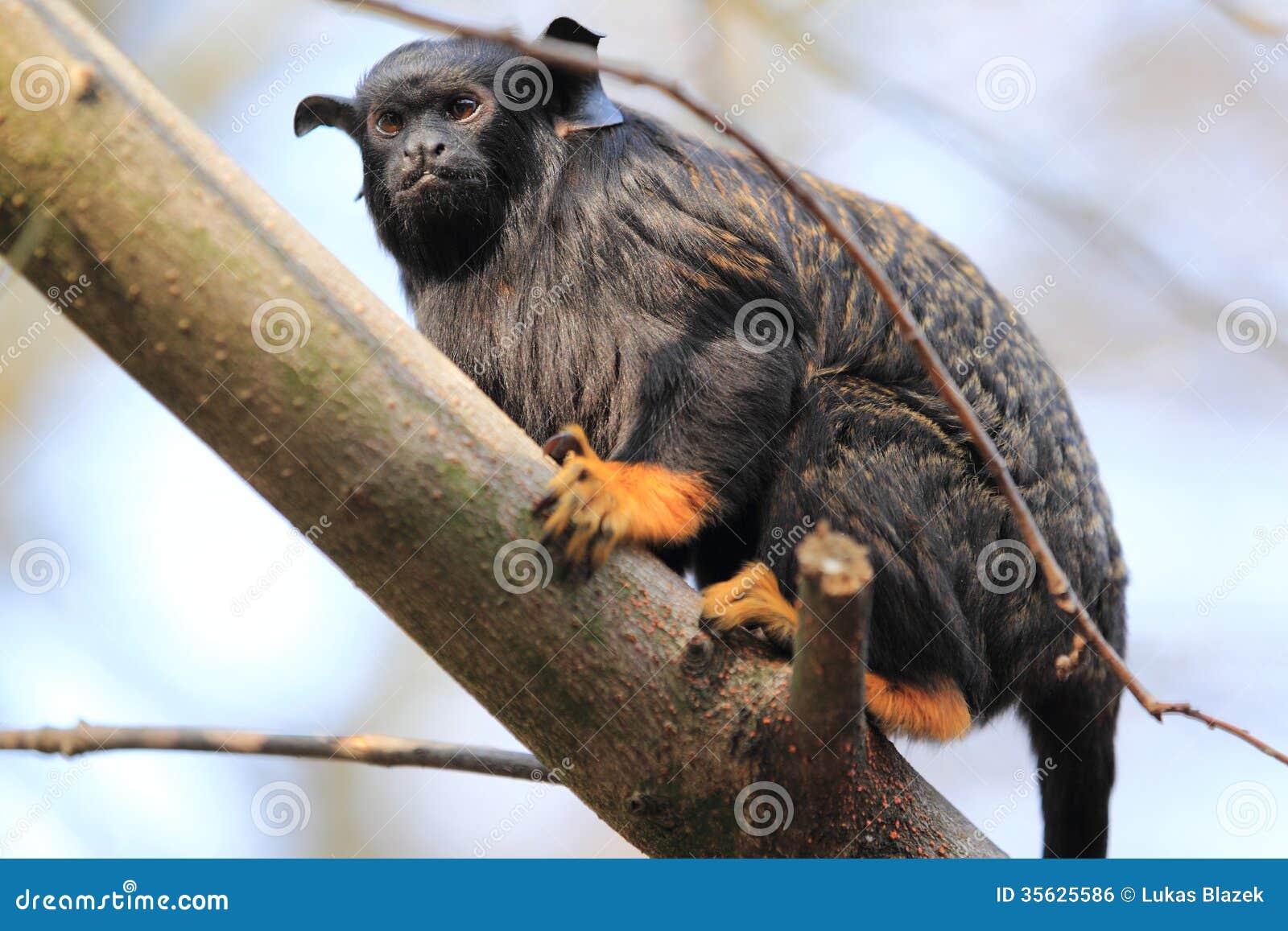 Red-handed tamarin stock photo. Image of saguinus, wood - 35625586