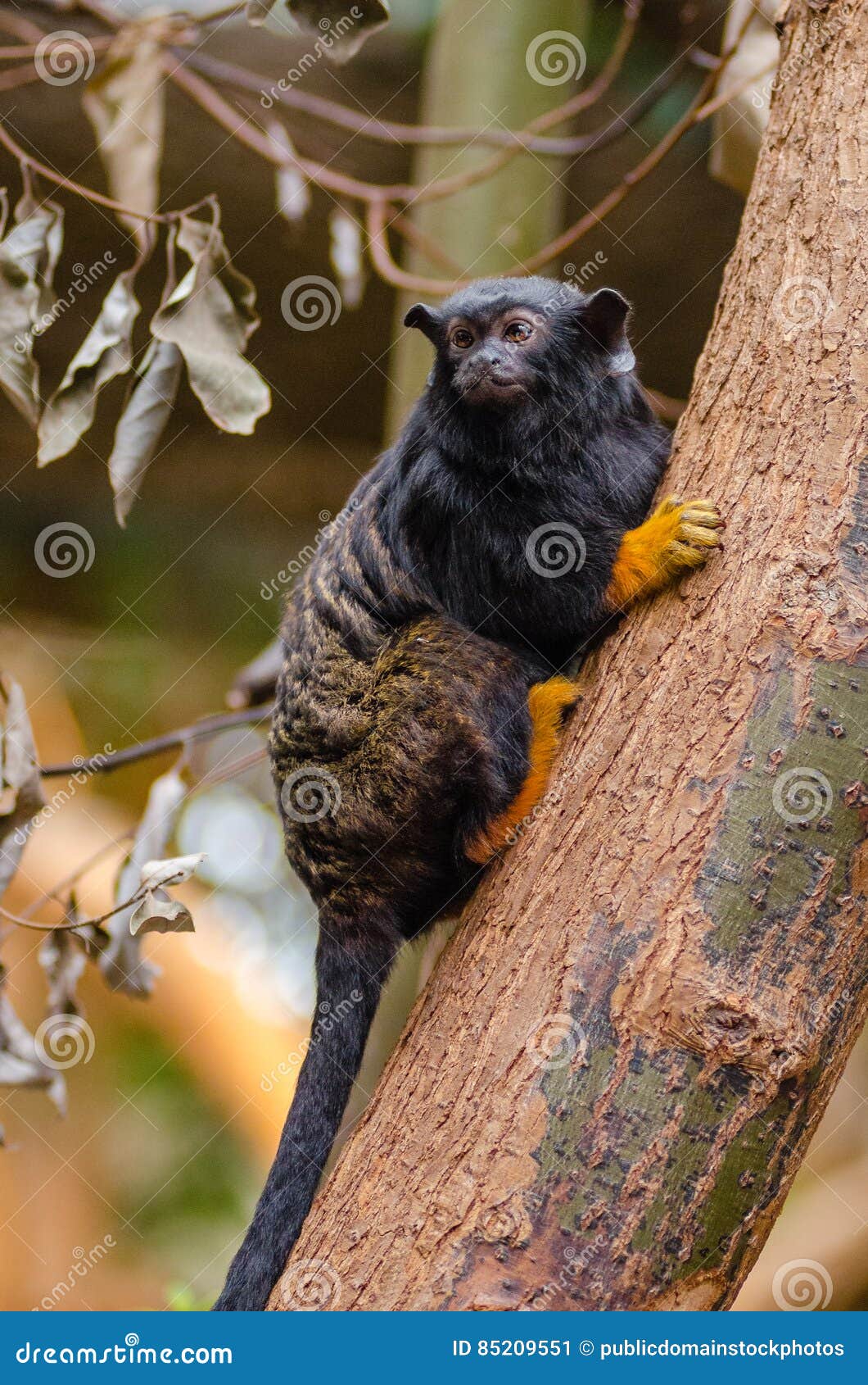 Red-handed Tamarin Picture. Image: 85209551