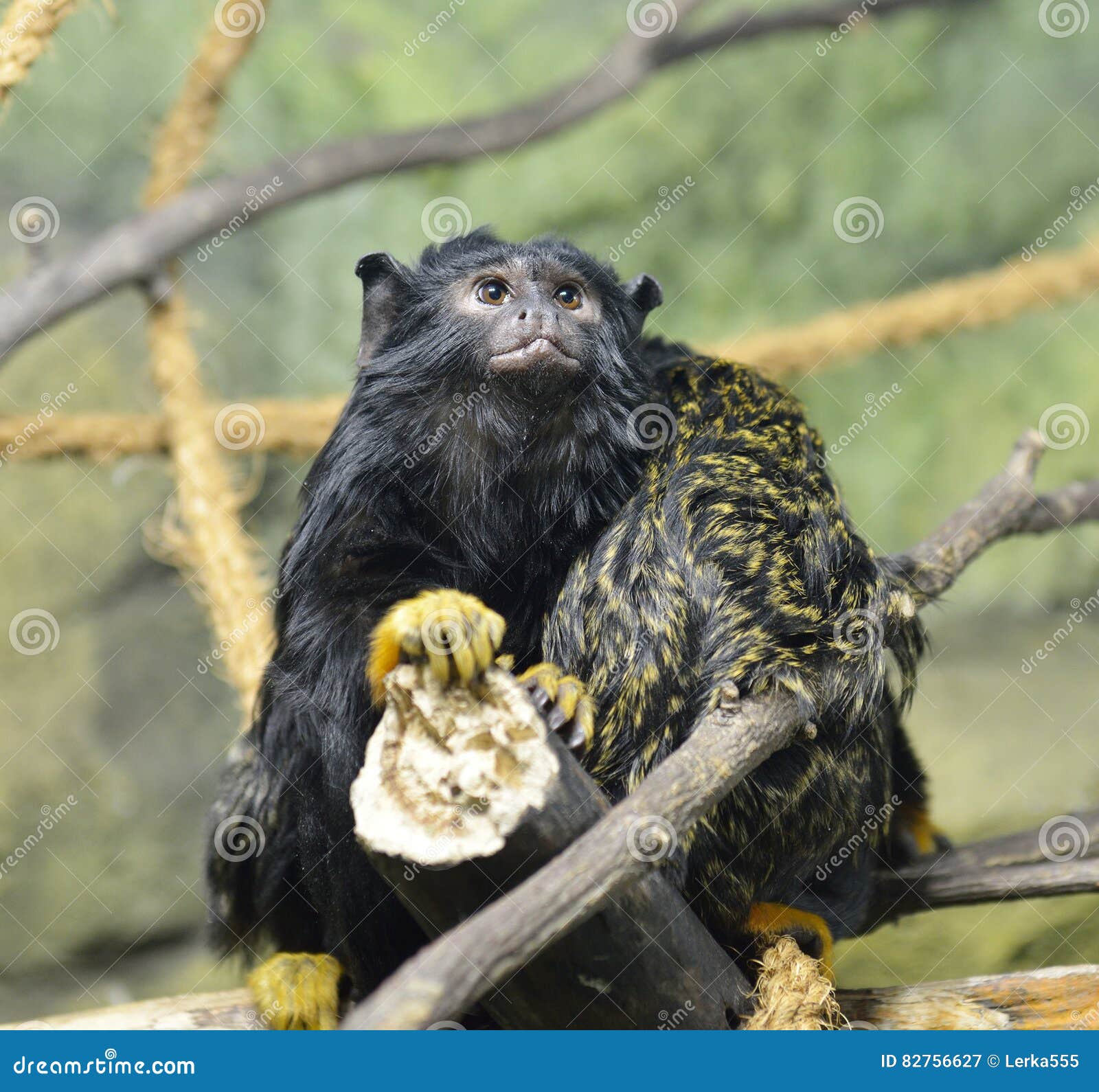 Red-handed tamarin stock image. Image of monkey, tamarin - 82756627