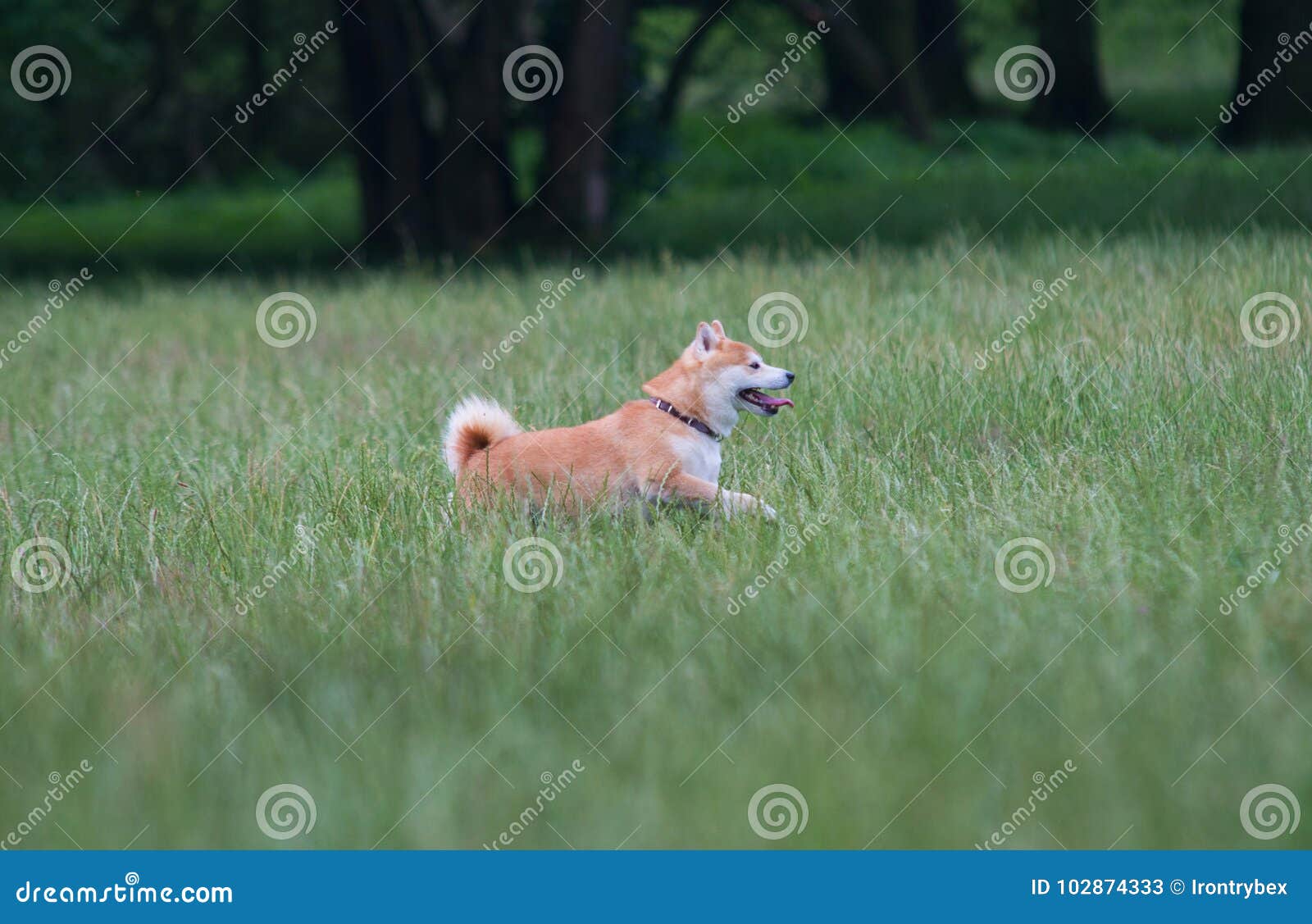 Red Happy Shiba Inu Running on Grass Stock Image - Image of paws ...