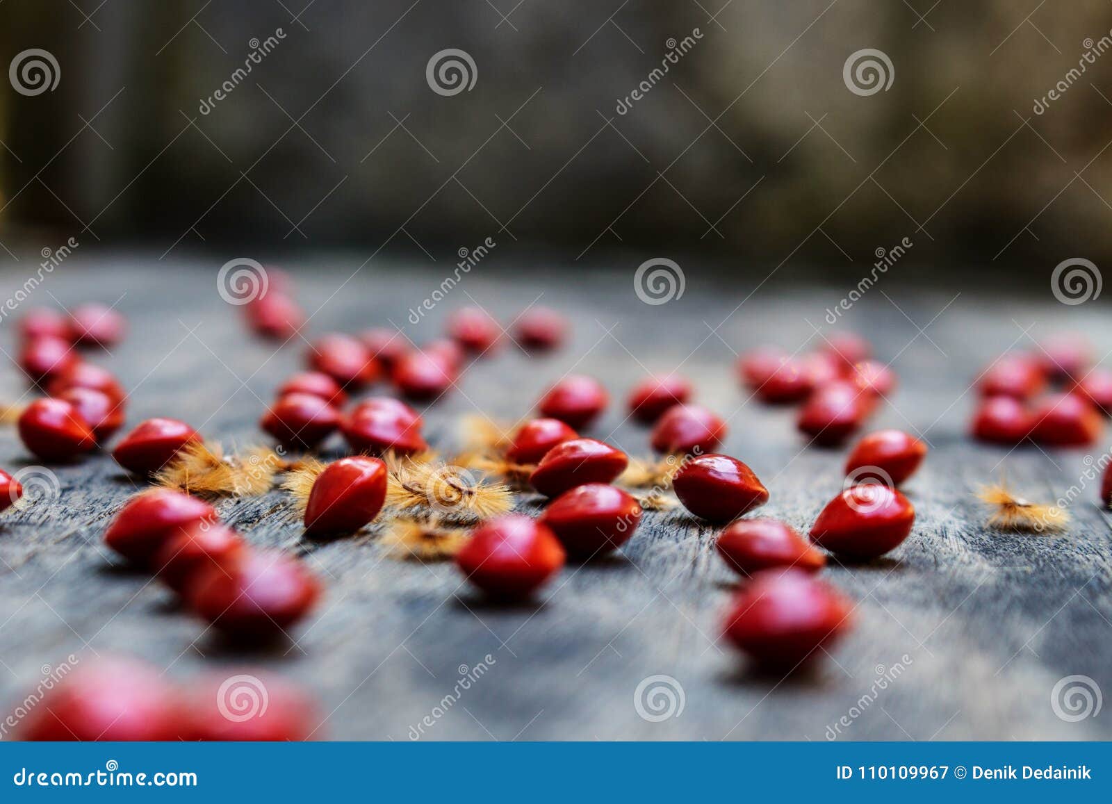 Round Red stock image. Image of pariti, seed, tiliaceum - 110109967