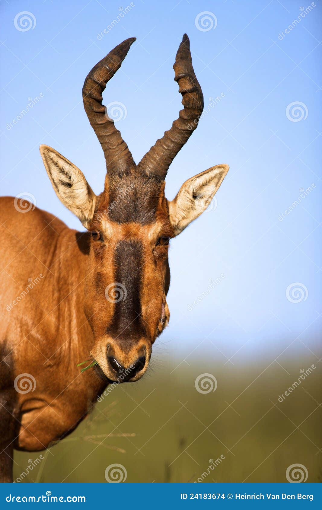 Red Hartbeest stock photo. Image of outdoors, mammal - 24183674