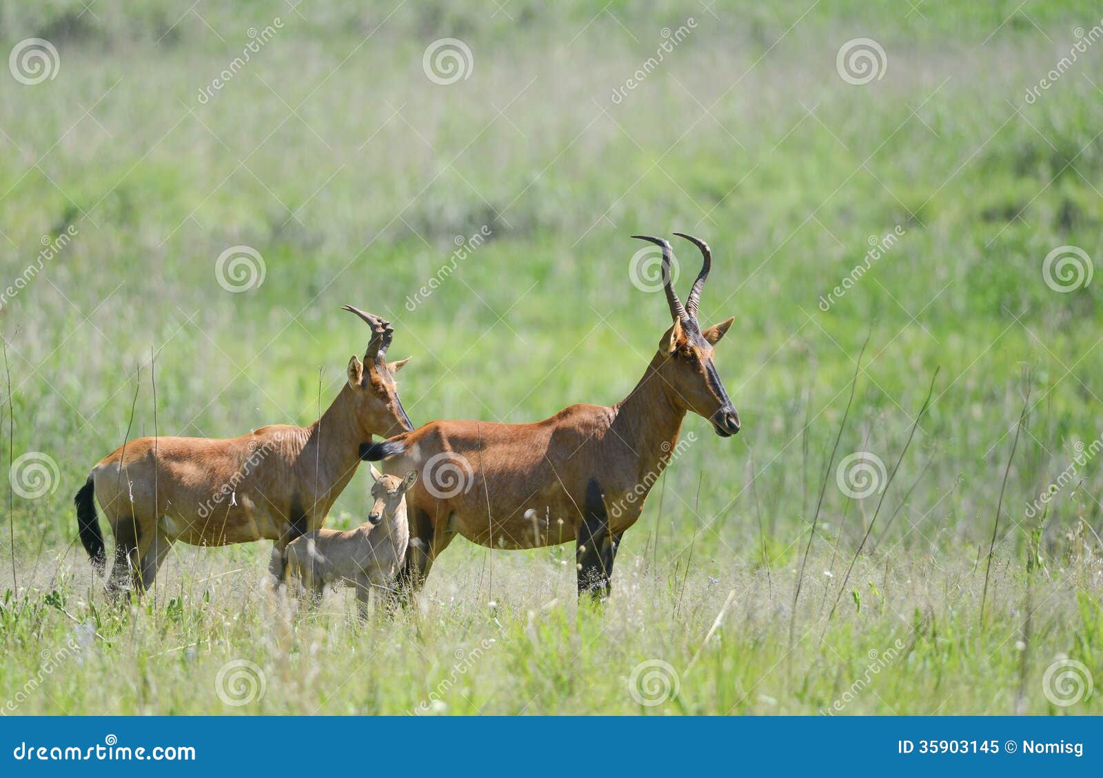 Rooi Hartebees Stock Photos - Free & Royalty-Free Stock Photos from ...