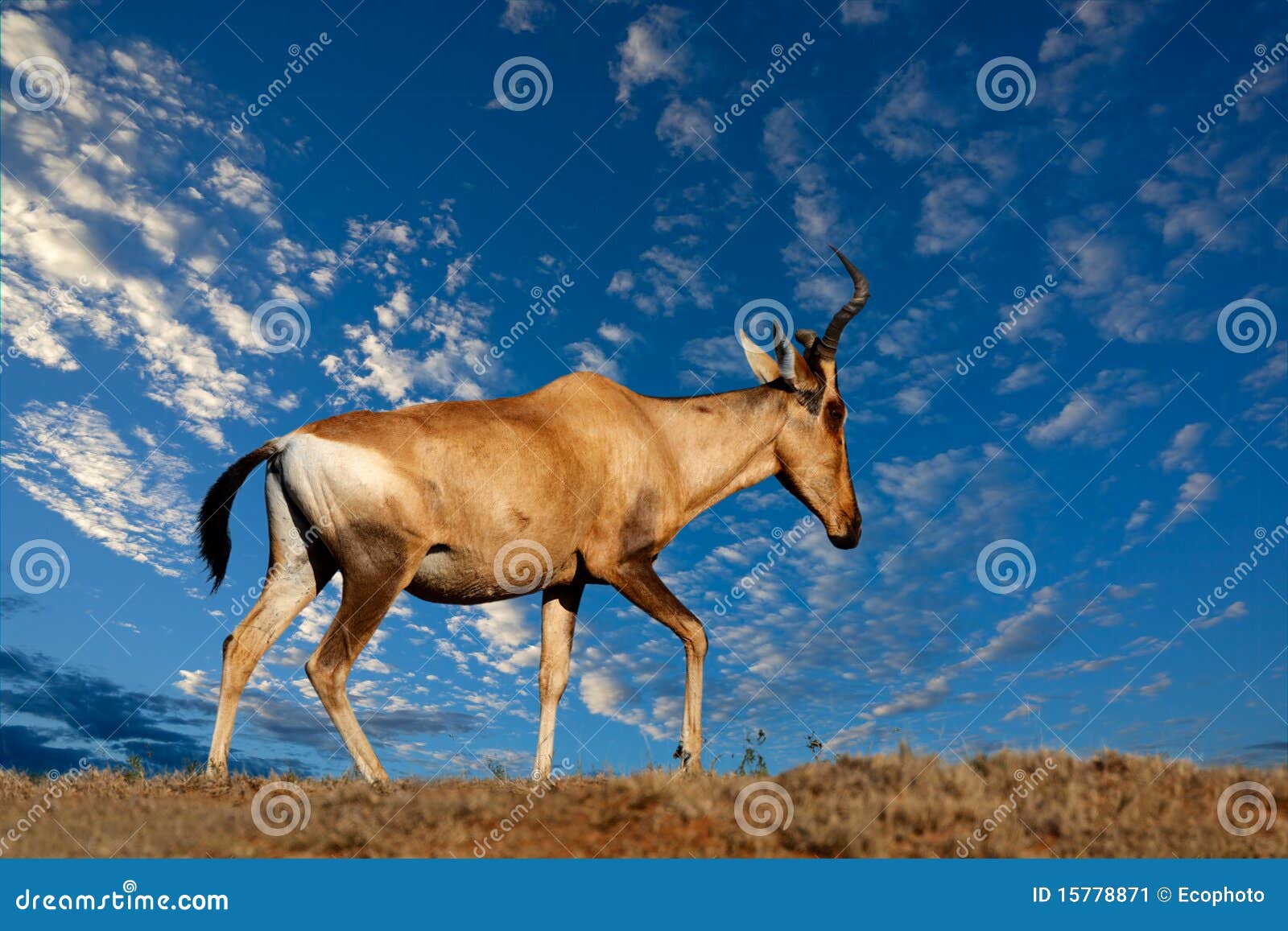 Red hartebeest stock image. Image of blue, clouds, south - 15778871