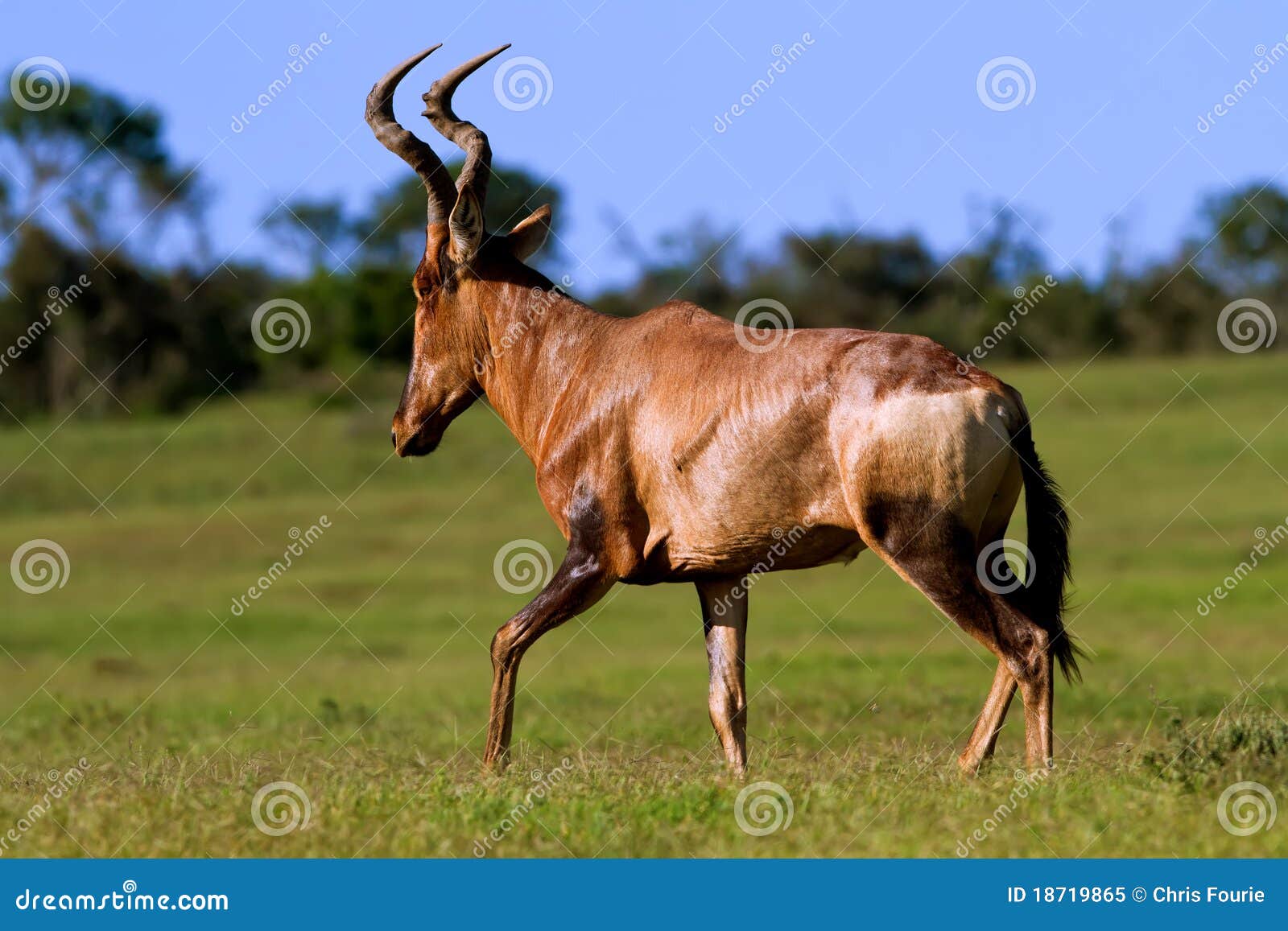 Red Hartebeest stock image. Image of park, adventure - 18719865