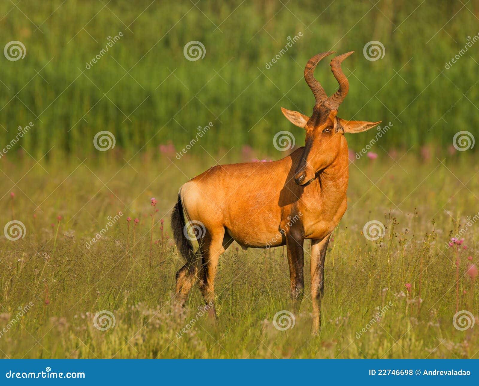 Red Hartebeest stock photo. Image of south, animal, safari - 22746698