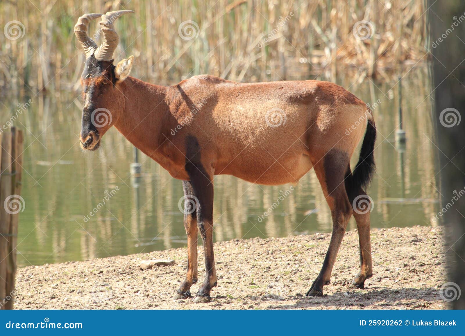 Red hartebeest stock photo. Image of mammal, nature, hartebeest - 25920262