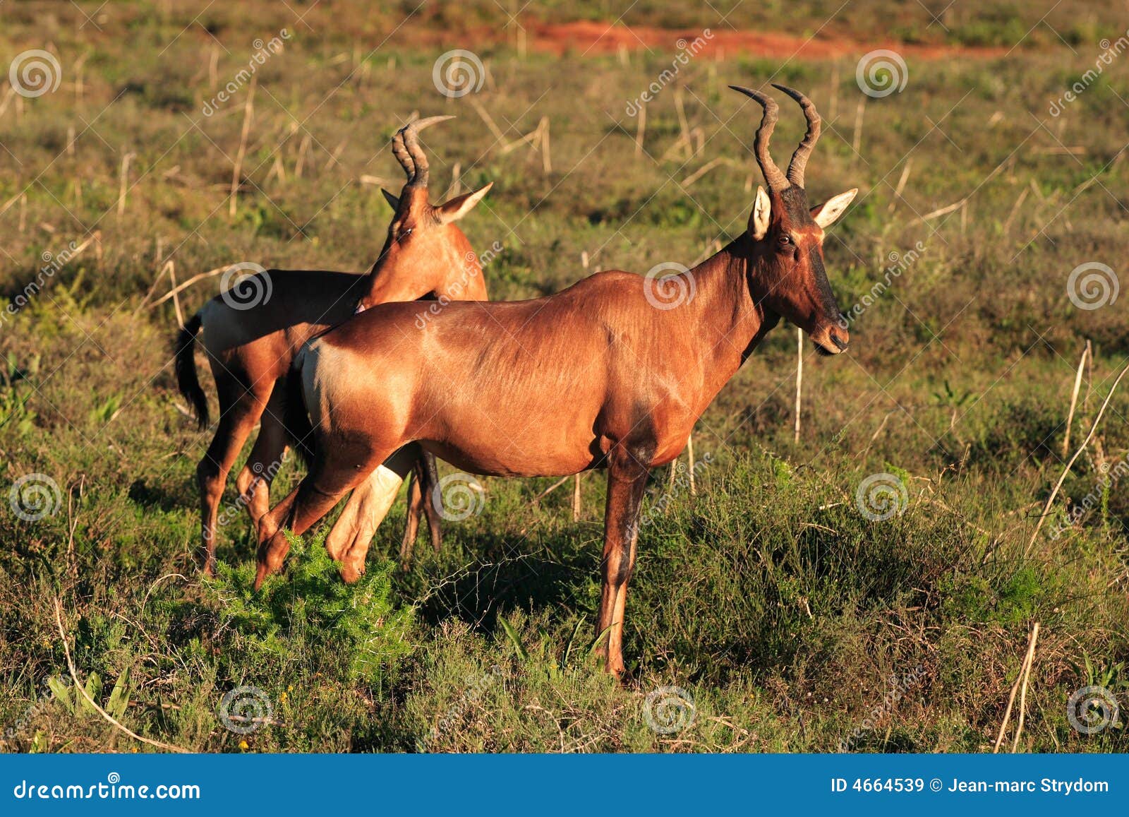 Red Hartebeest stock image. Image of scenic, hartebeest - 4664539