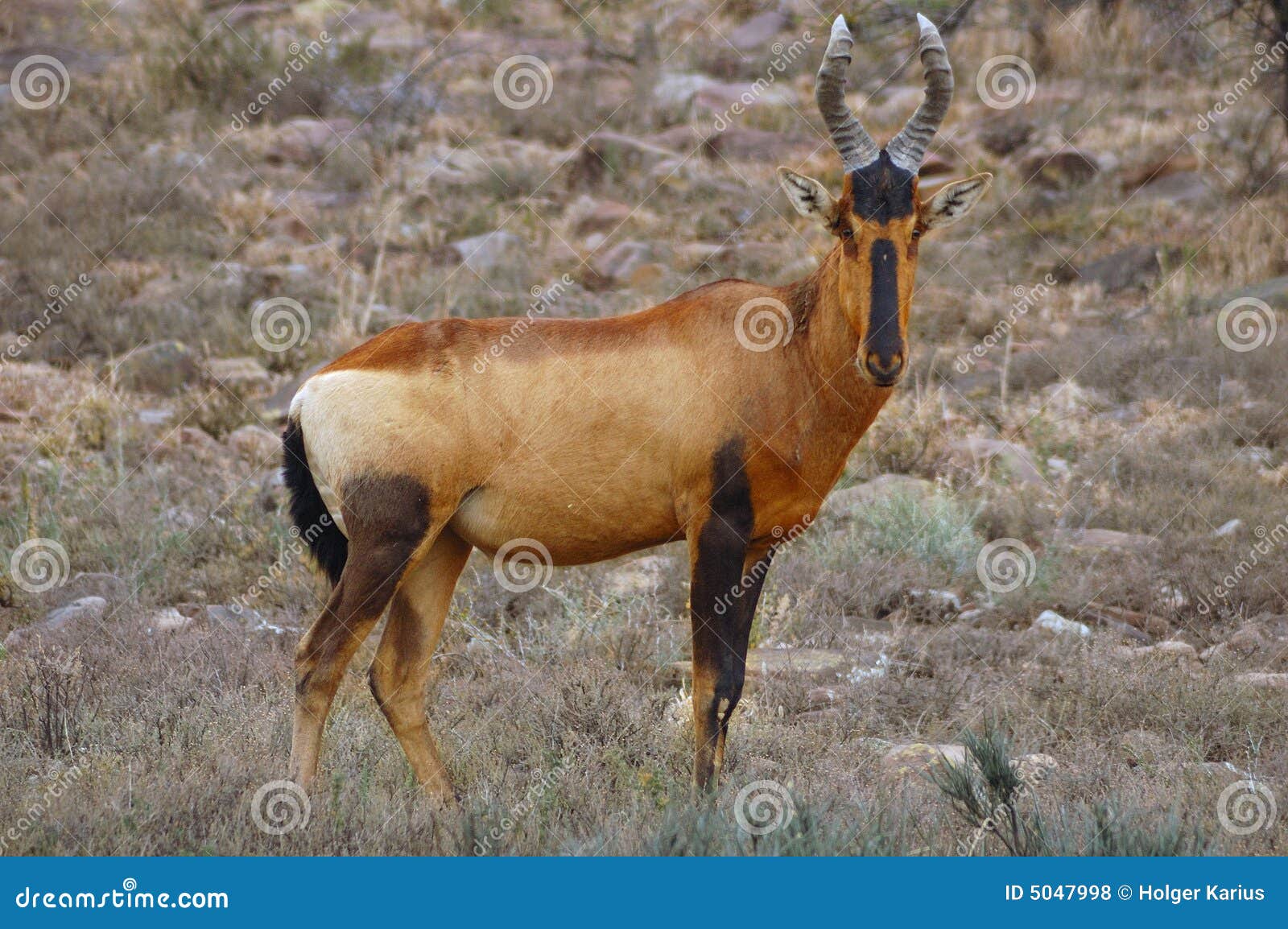 Red Hartebeest stock photo. Image of grassland, rocky - 5047998