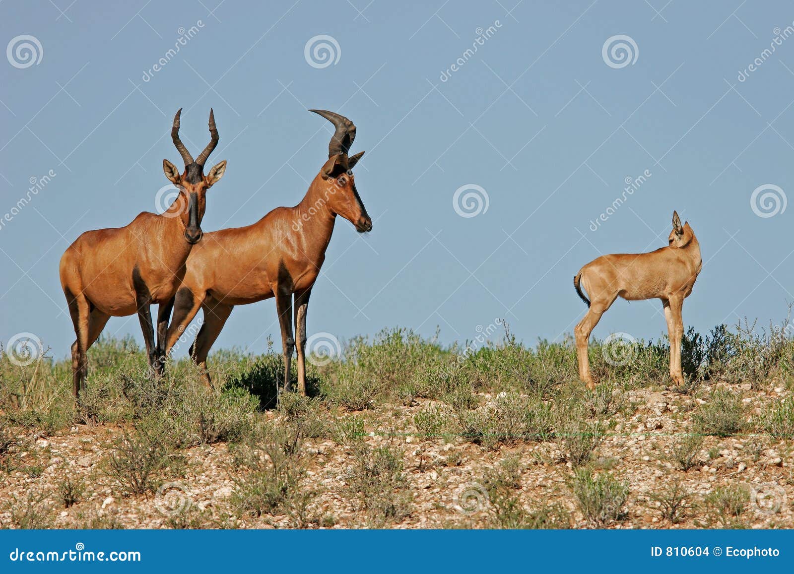 Red hartebeest stock photo. Image of horns, calves, morning - 810604