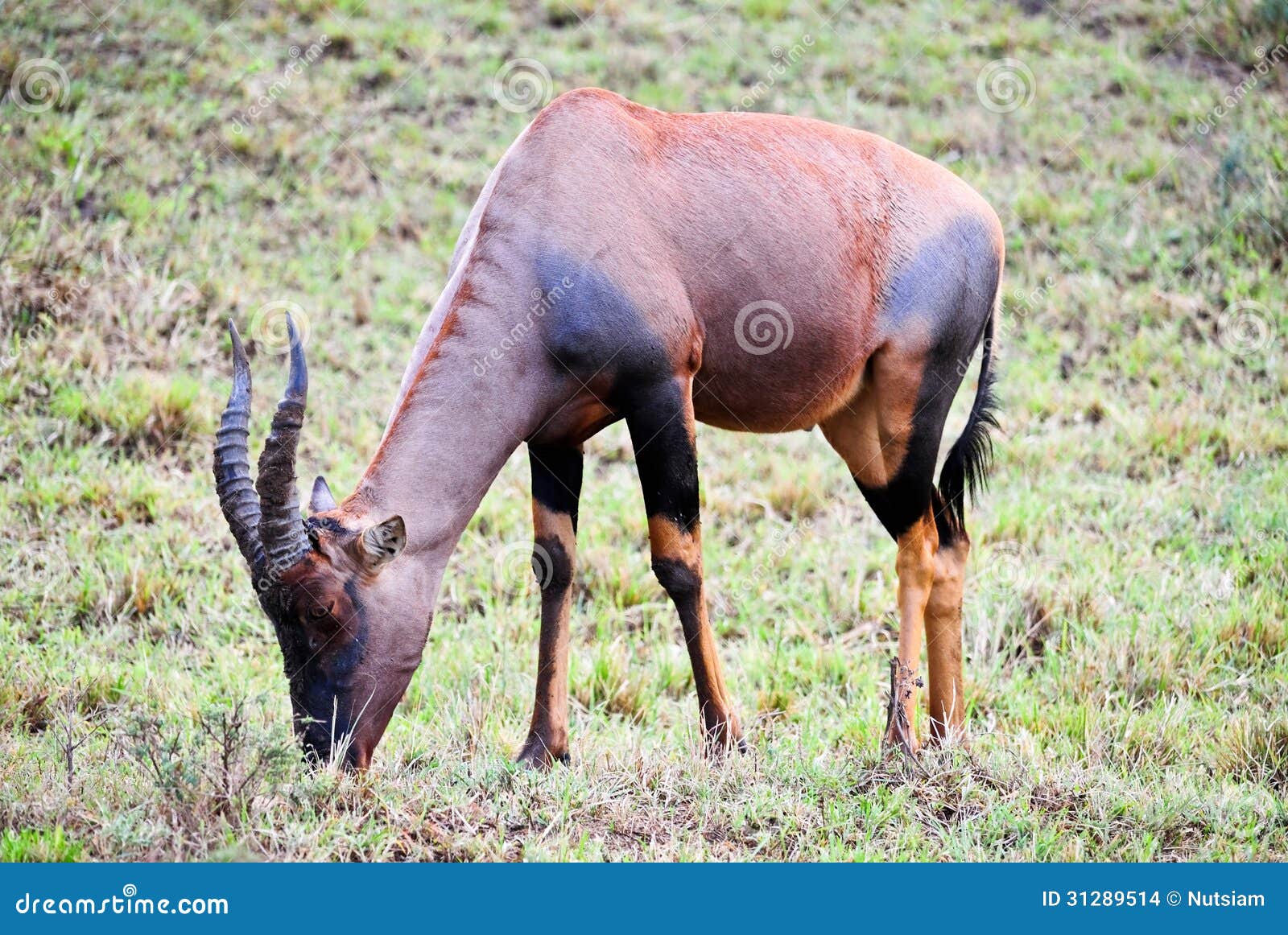 Red hartebeest stock photo. Image of wild, watchful, desert - 31289514