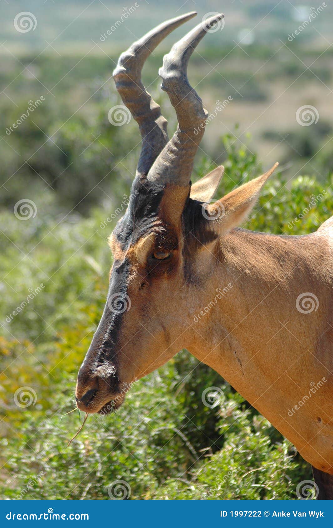 Red Hartebeest antelope stock photo. Image of gazelle - 1997222