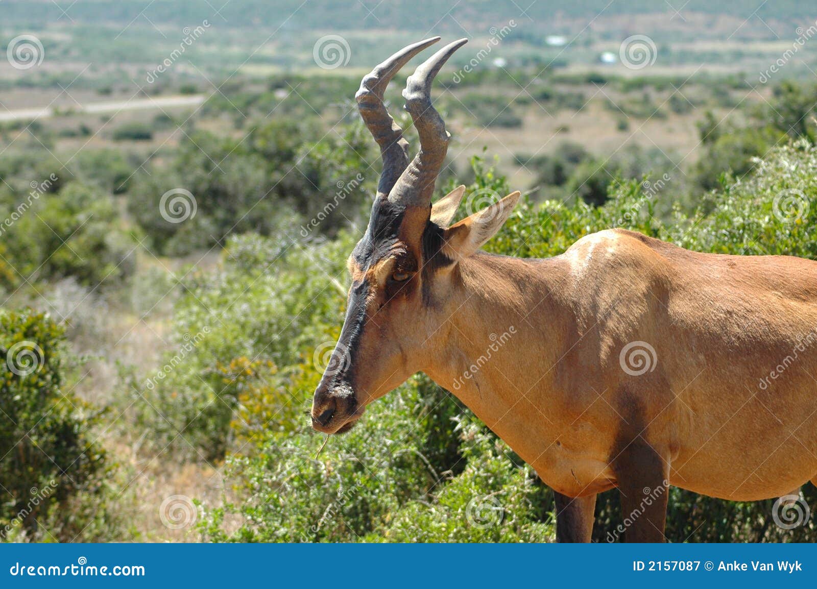 Red Hartebeest antelope stock image. Image of animal, buck - 2157087