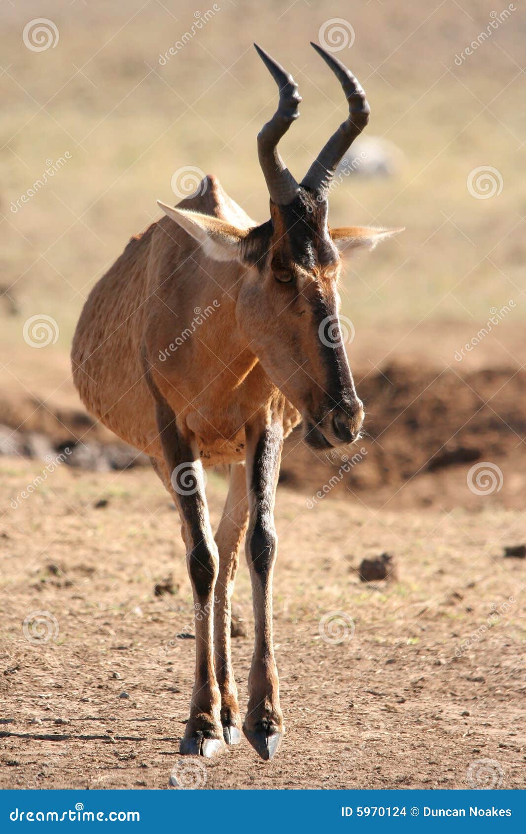 Red Hartebeest Antelope stock photo. Image of curved, herbivore - 5970124