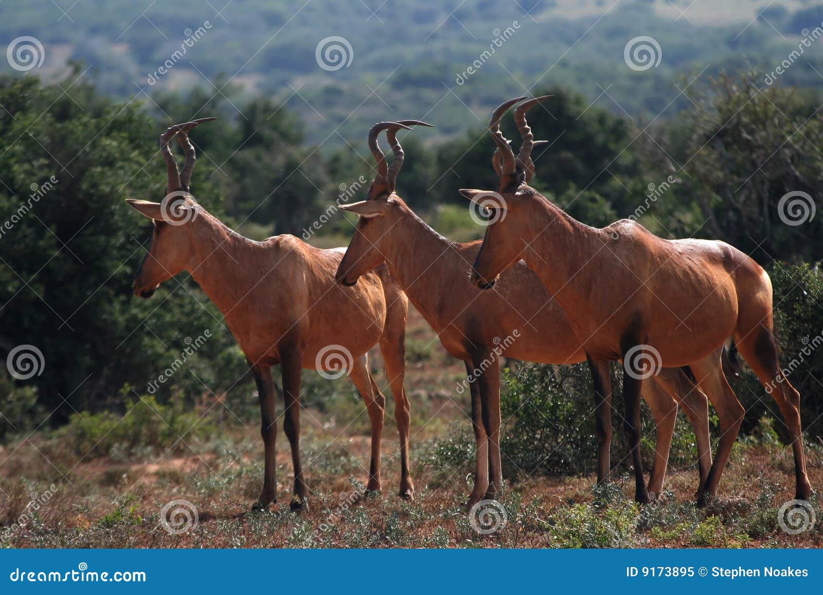 Red hartebeest antelope stock image. Image of neck, south - 9173895