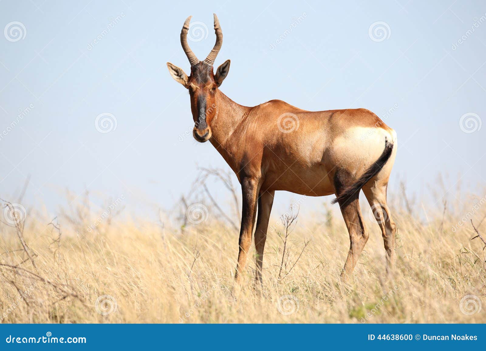 Red Hartebeest Antelope stock photo. Image of national - 44638600