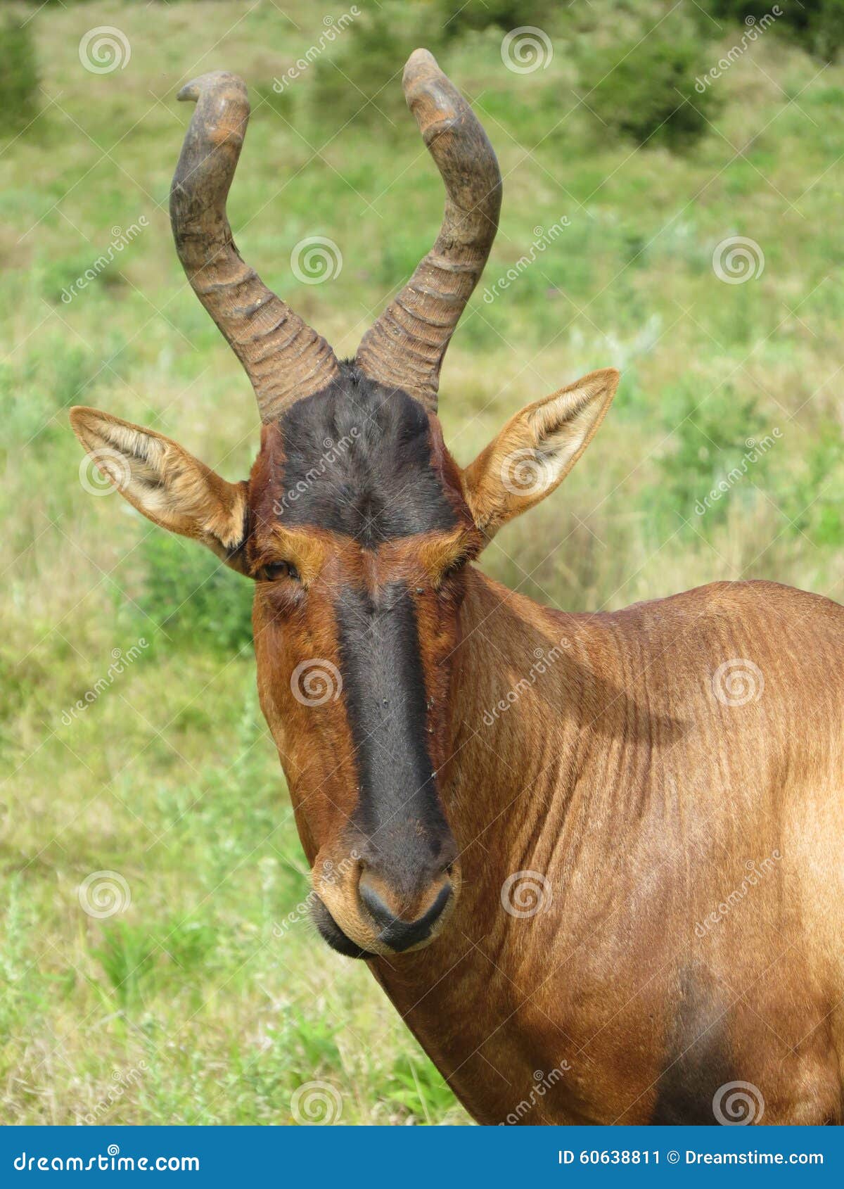 Red Hartebeest stock image. Image of stare, africa, south - 60638811