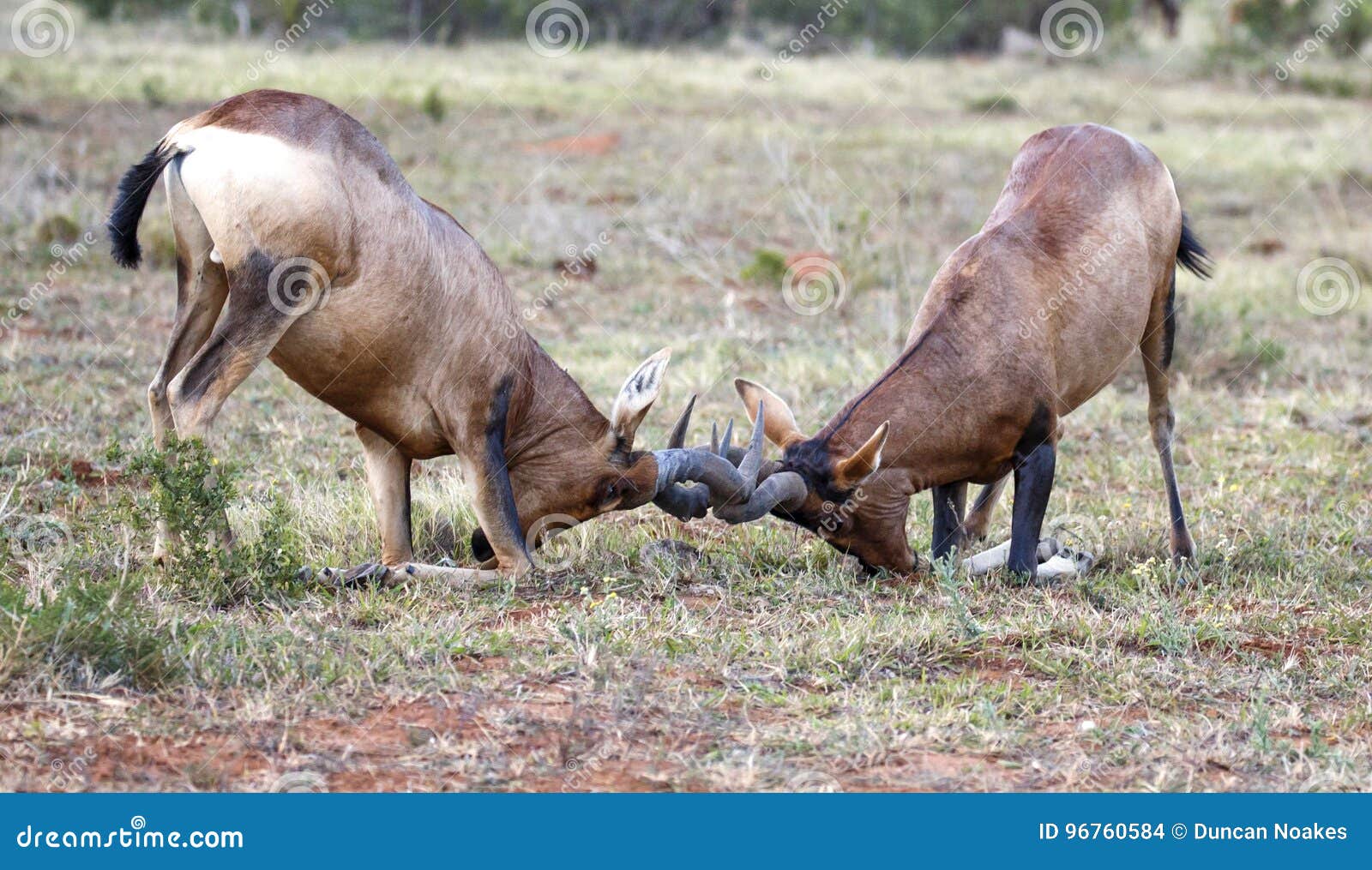 Red Hartebeest Male Antelope Fighting Stock Photo - Image of horns ...