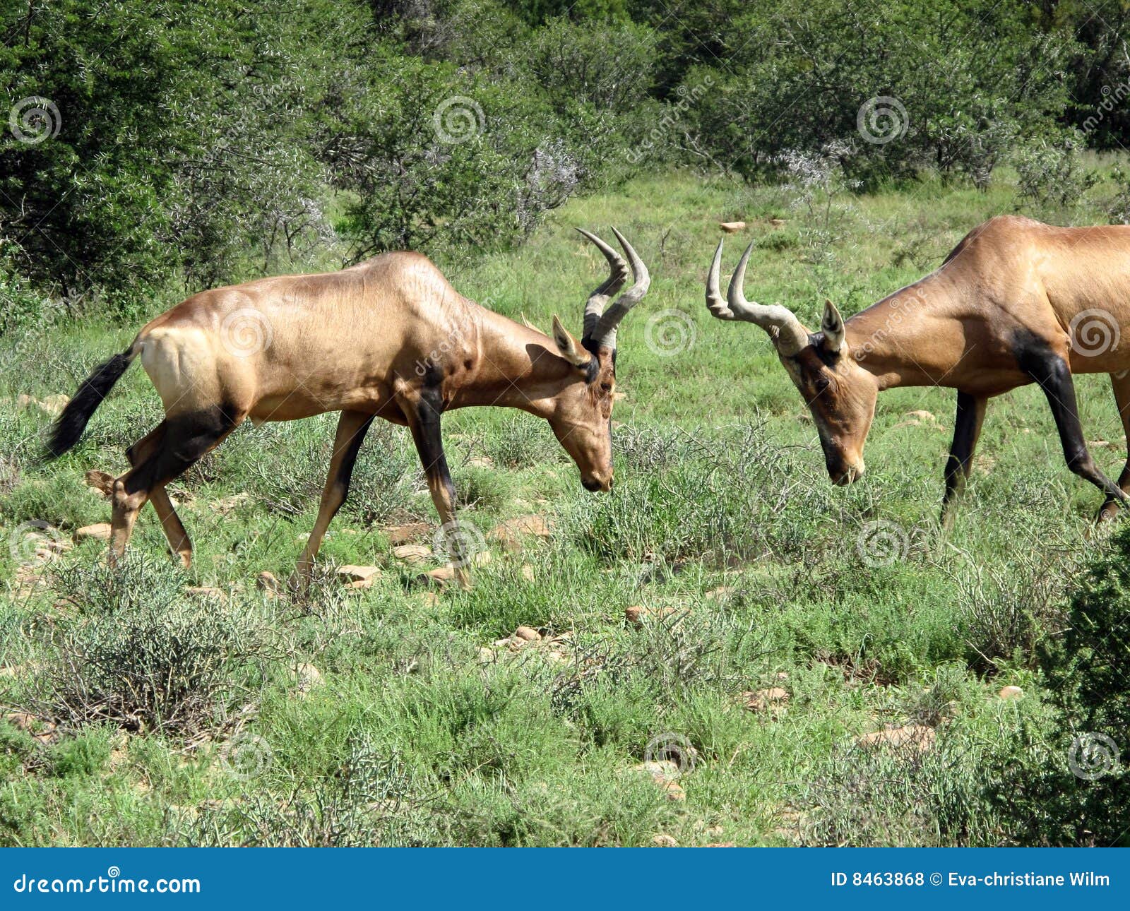 Red Hartebeest Males Square Up. Photographed In The Karoo National Park ...