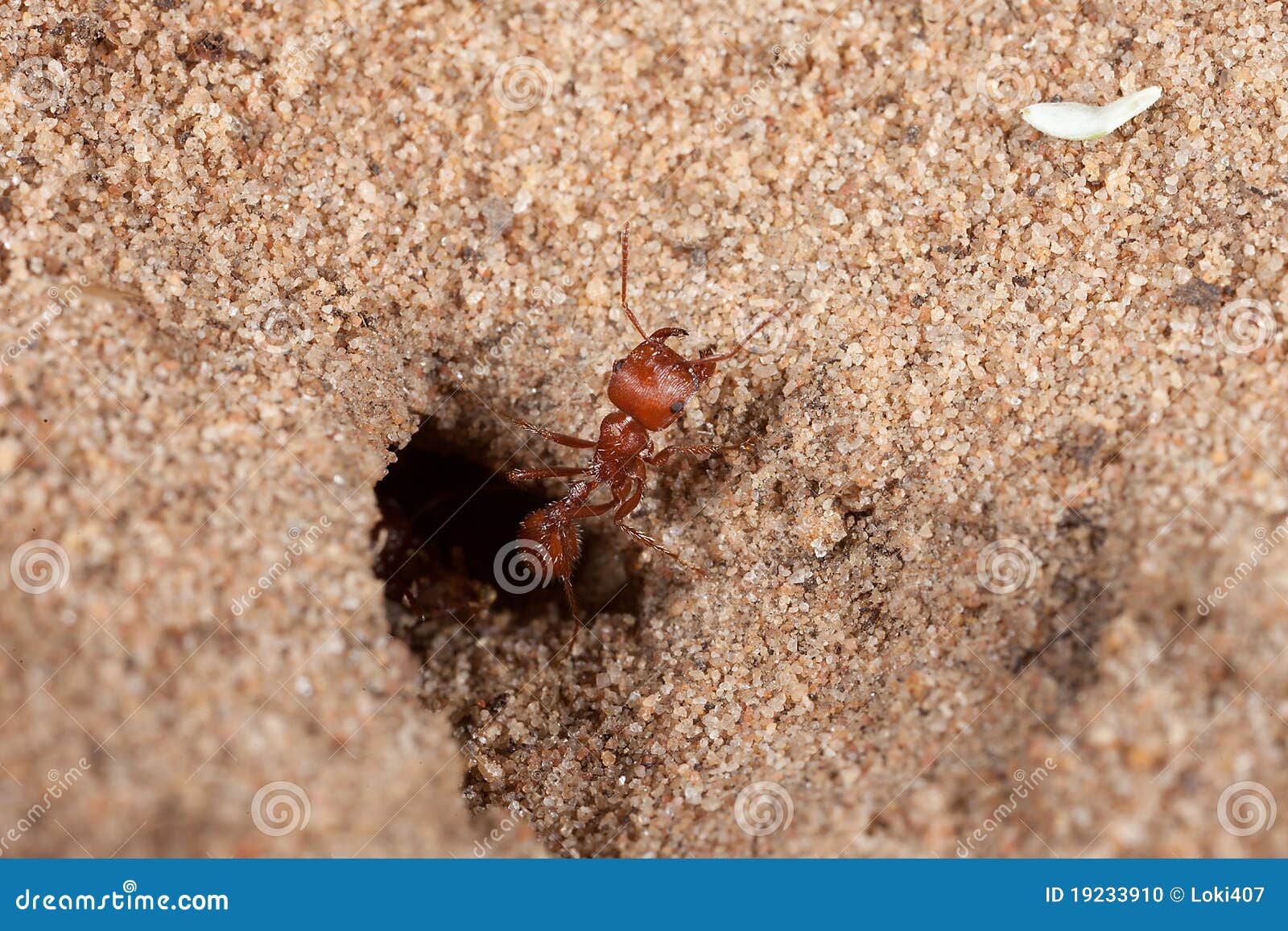 Red Harvester Ant stock photo. Image of pest, colony - 19233910