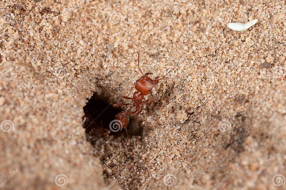 Red Harvester Ant stock photo. Image of pest, colony - 19233910