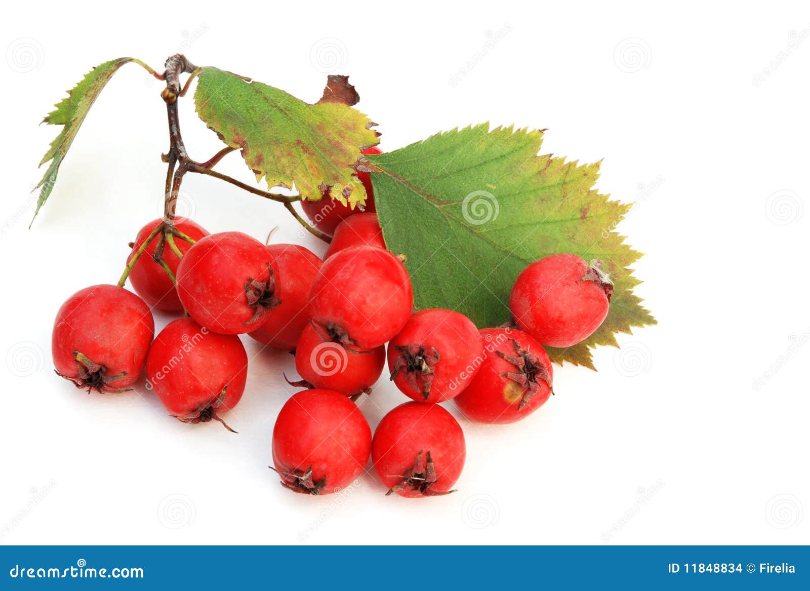 Red haw berries stock photo. Image of branch, white, food - 11848834
