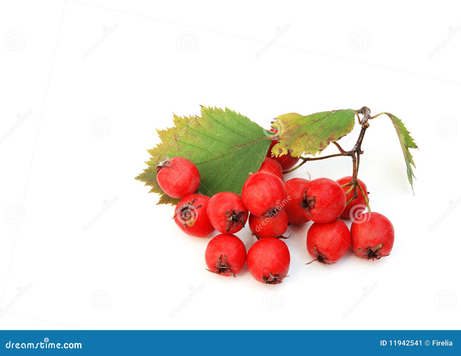 Red haw berries stock image. Image of ripe, green, hawthorn - 11942541